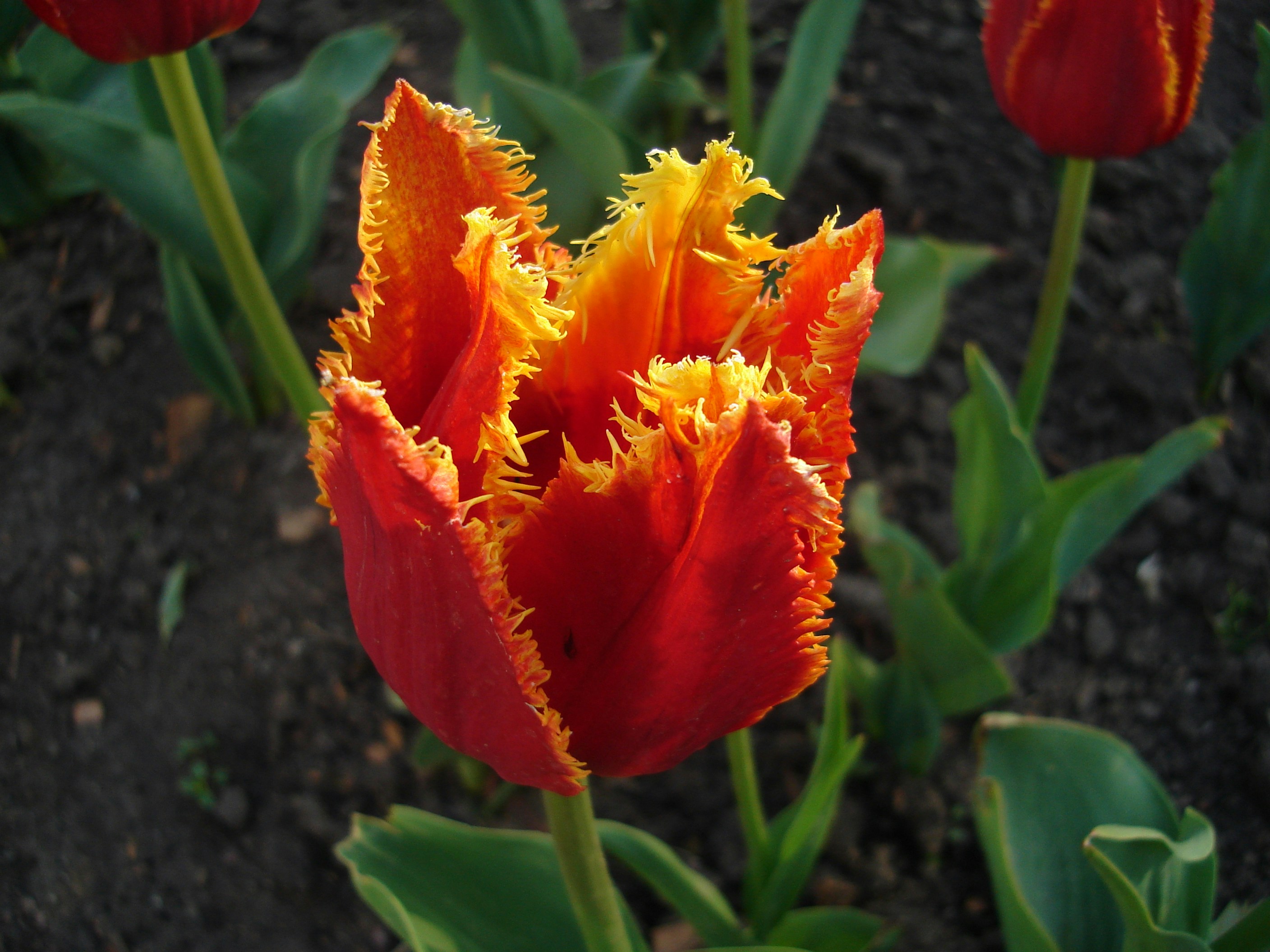 Photo by Sofia Puchkova with Sony Cyber-shot S600