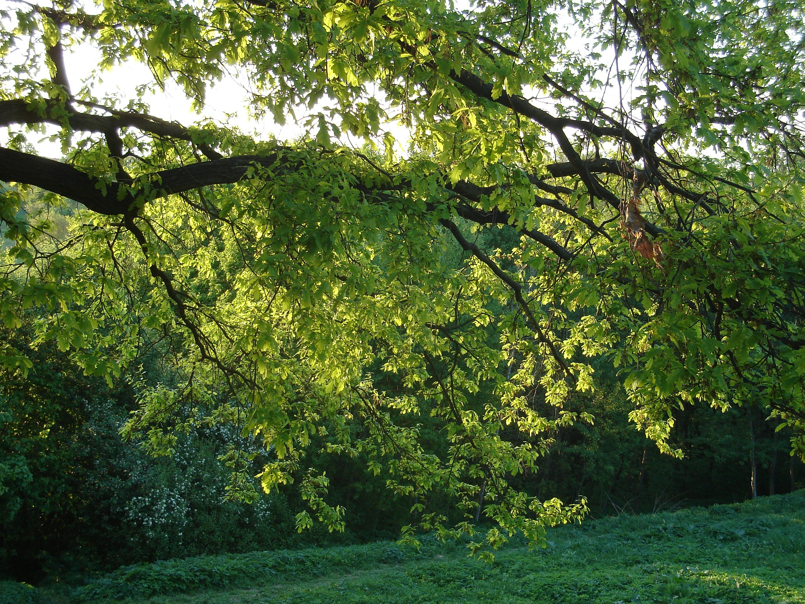 A bench under a tree in a grassy field photo – Free Forest Image on ...