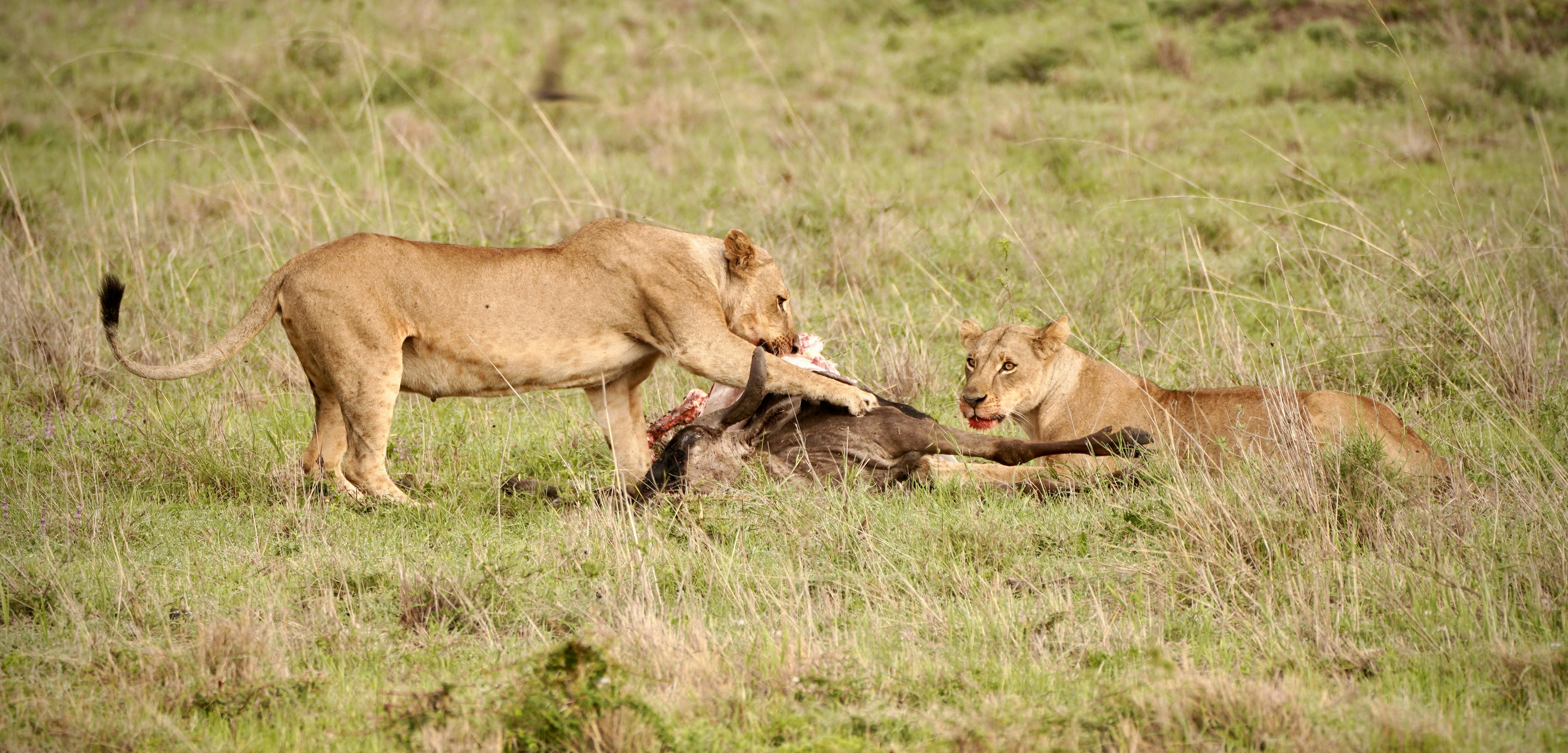 Two lions playing with a dead animal in a field photo – Free Animal ...