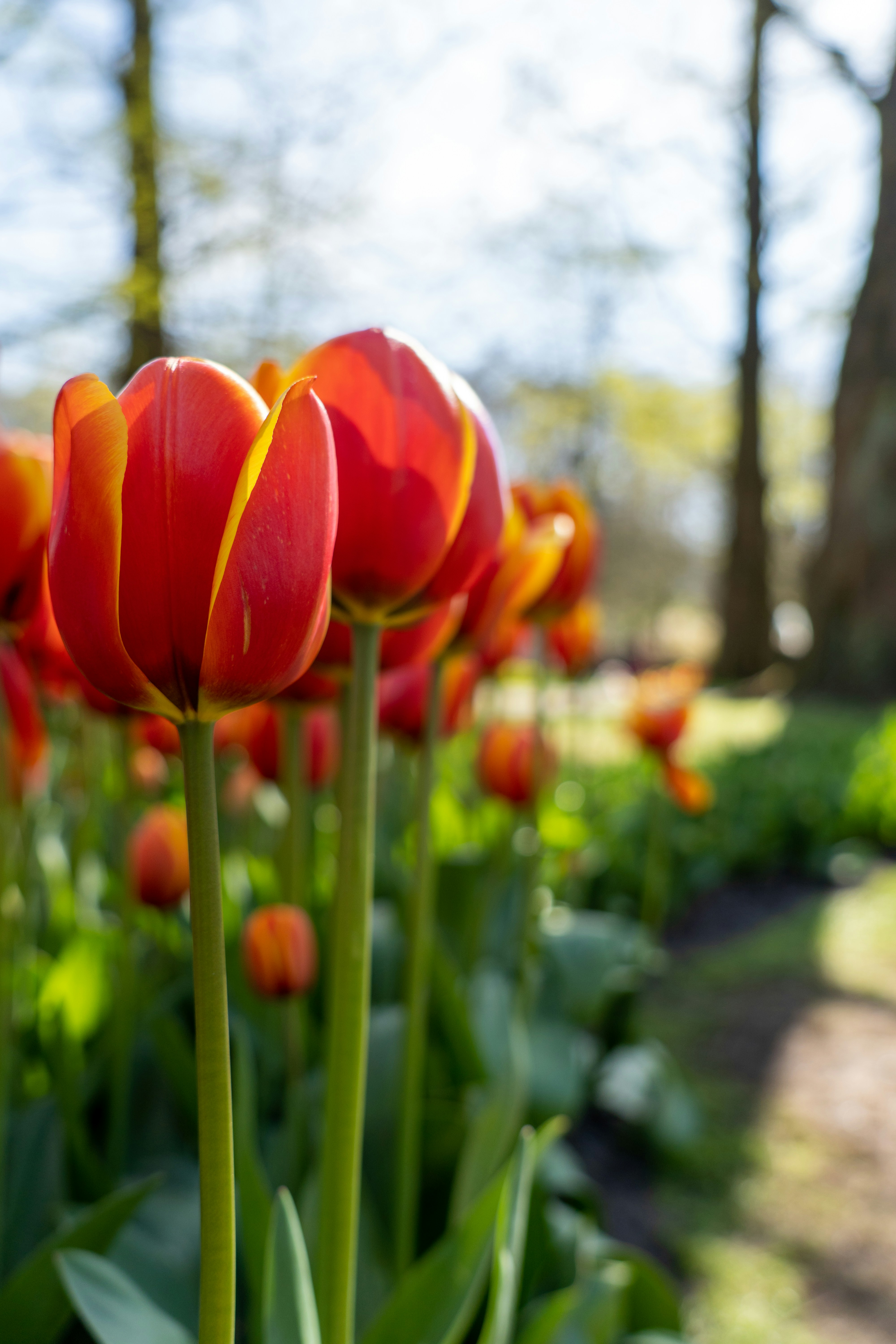 Tulip Chorus: A Burst of Red and Gold in Springlight