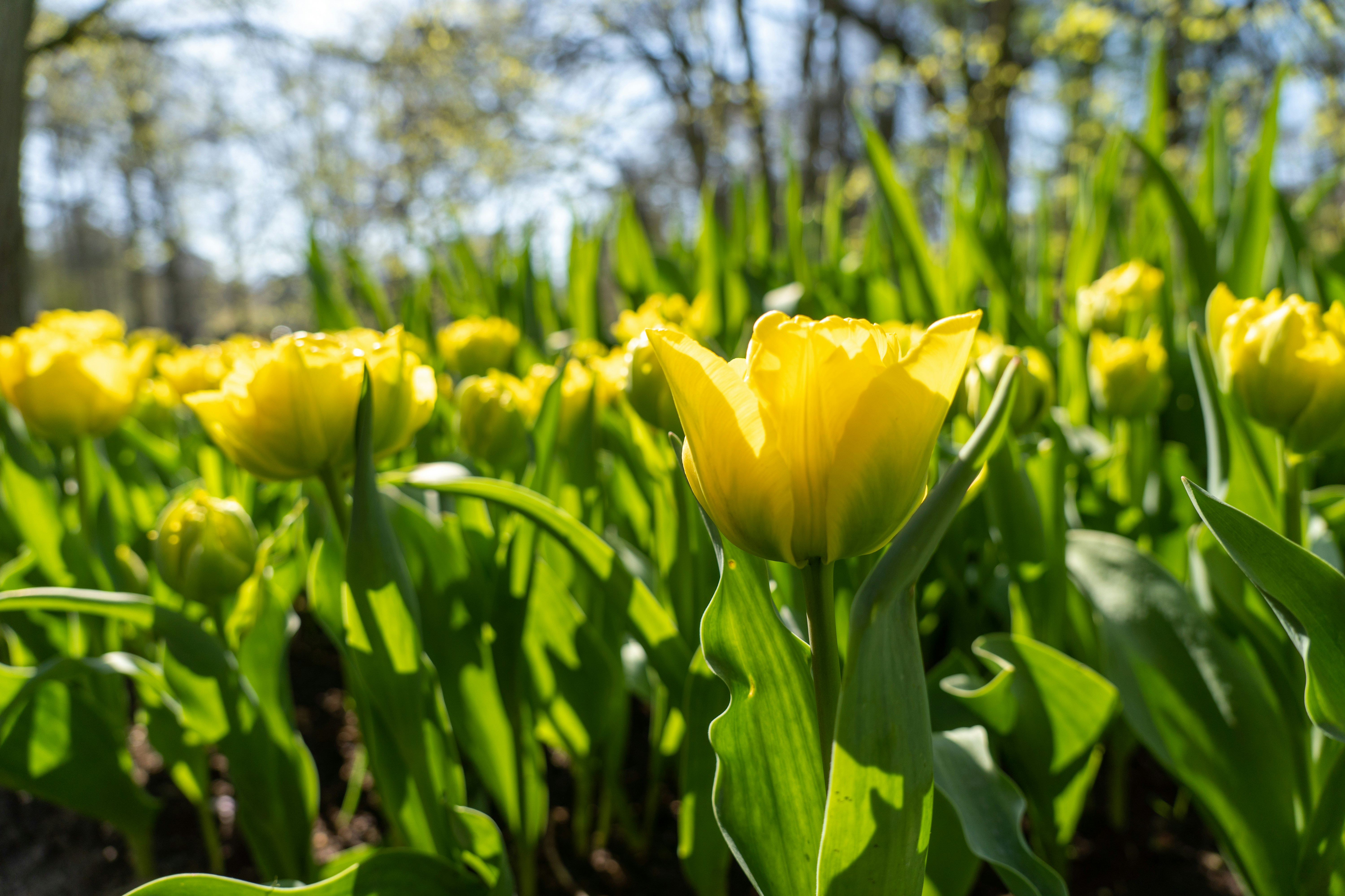 Golden Tulip Symphony in Spring Light