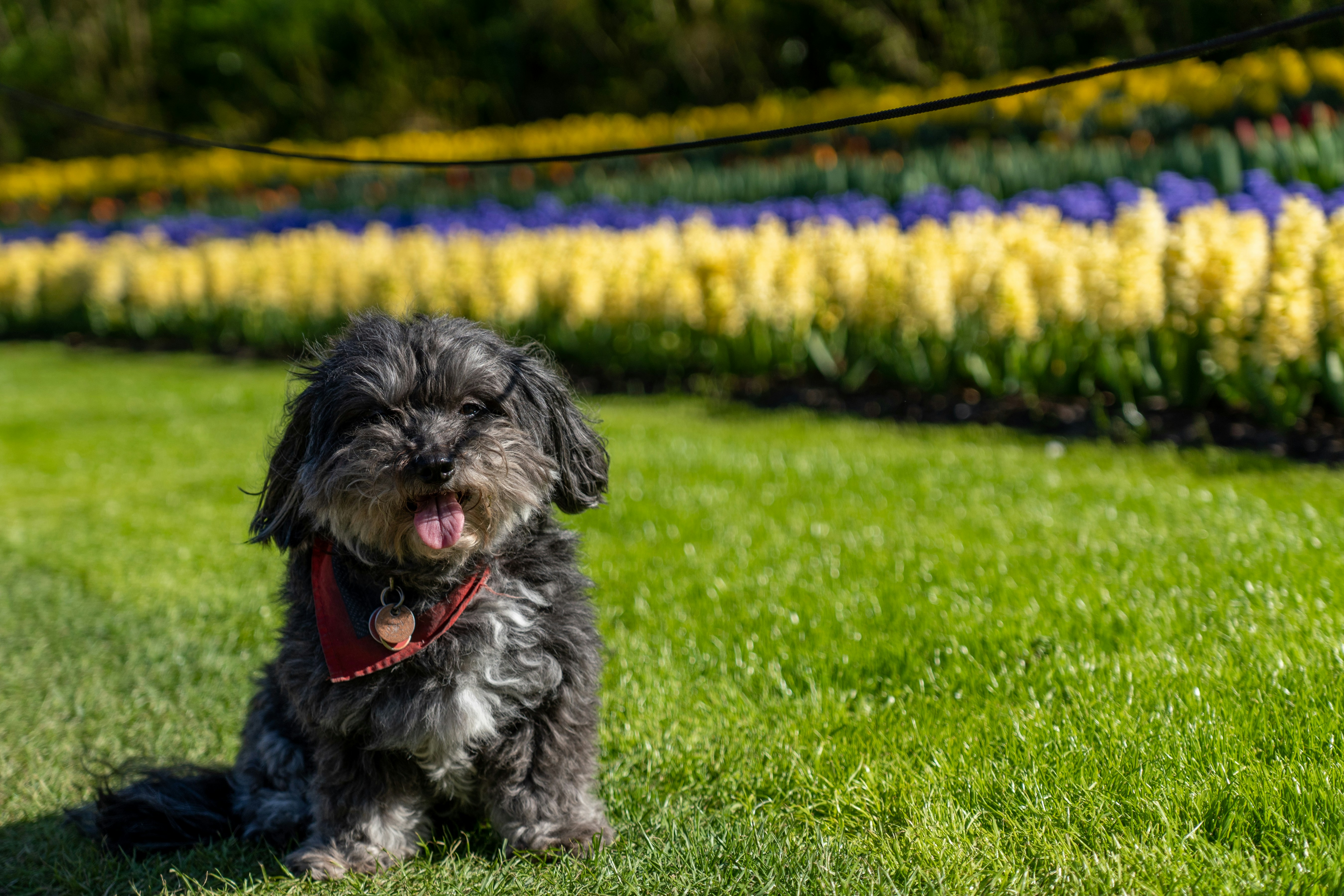 Puppy in a Sunlit Garden of Yellow and Purple Blooms