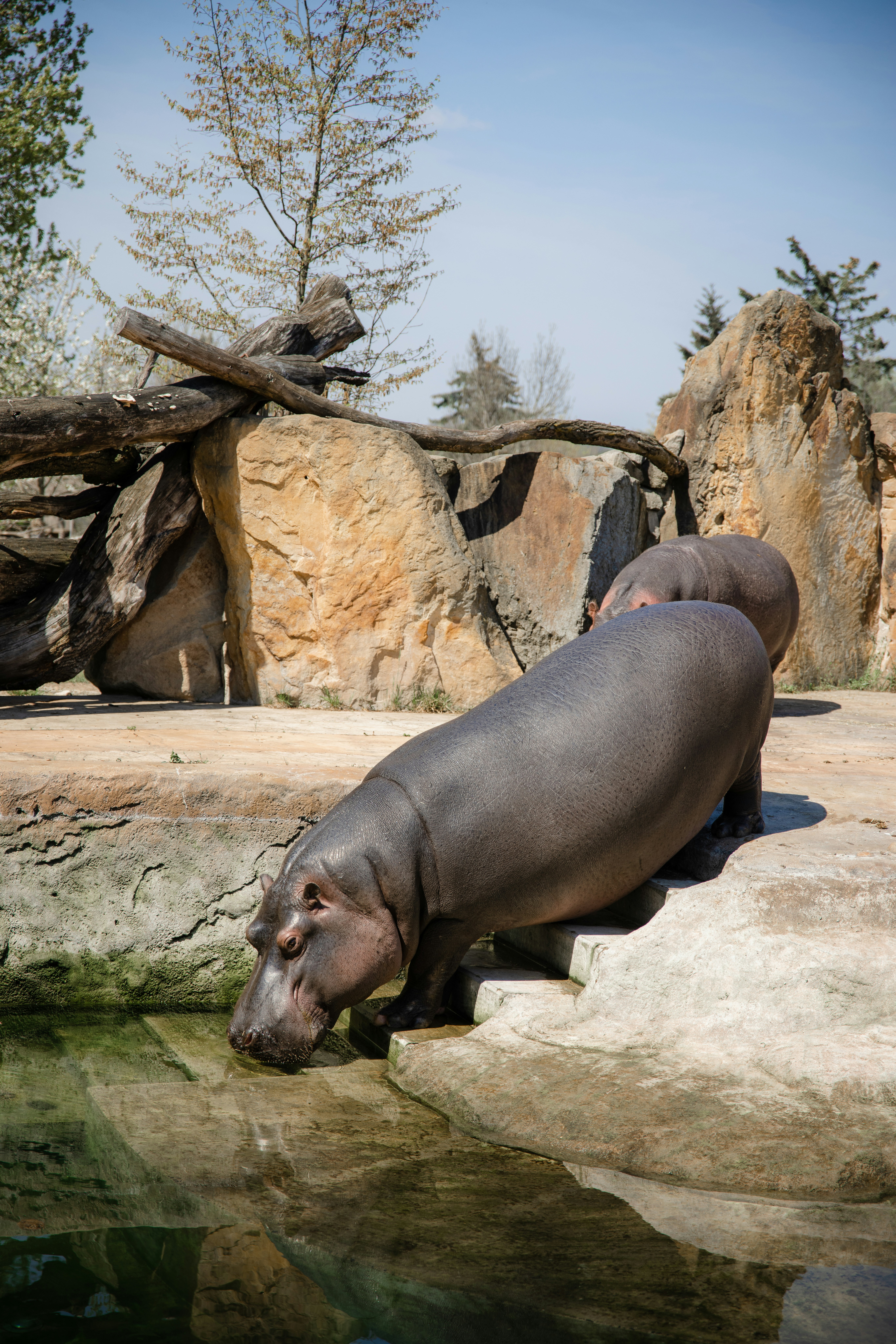 Hippo by the Pond: Calm Power at the Rock Edge