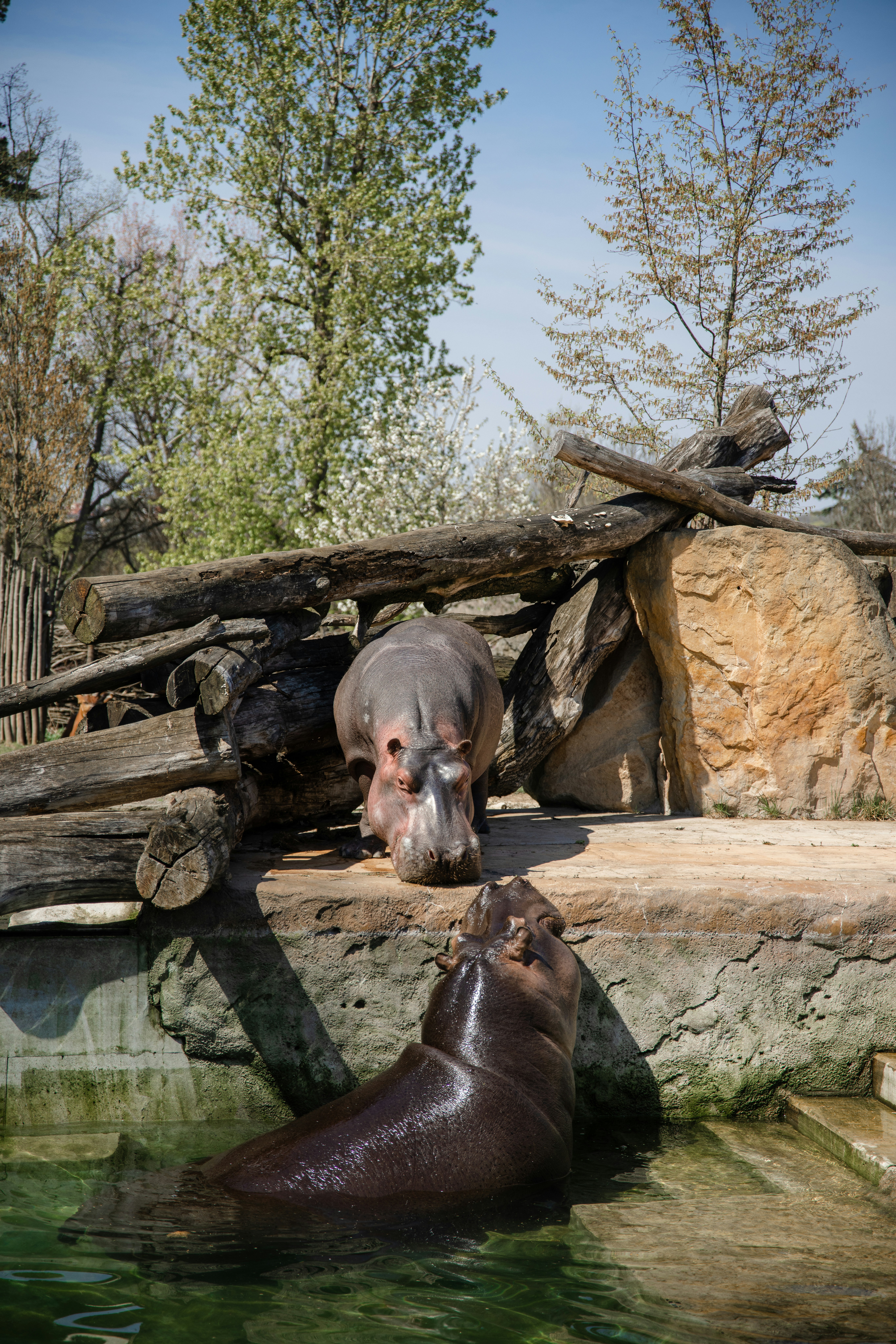 Timber-Edge Hippos: A Quiet Moment by the Stone Pool