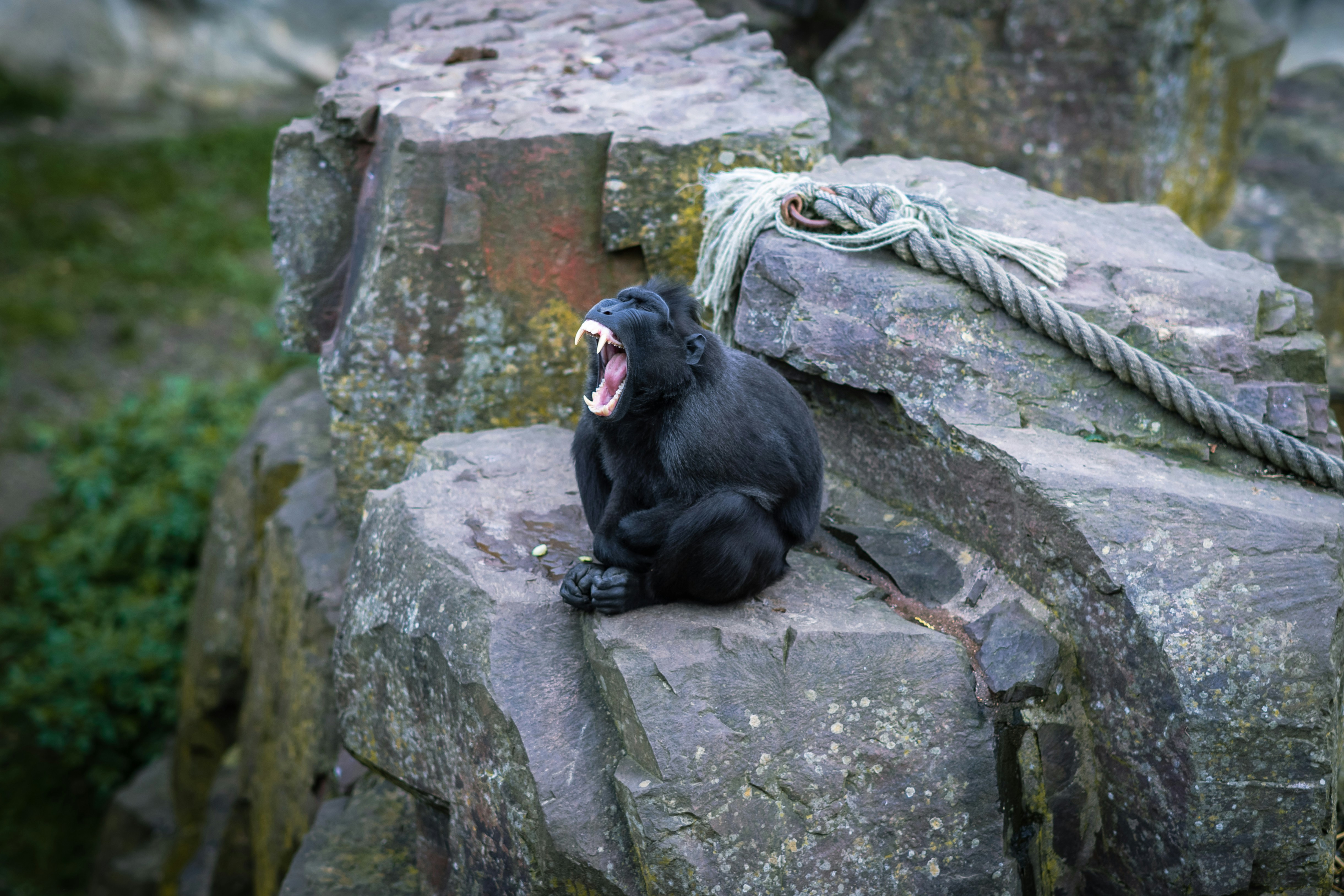 Yawning on a Jagged Ledge: A Black Macaque Commands the Rock