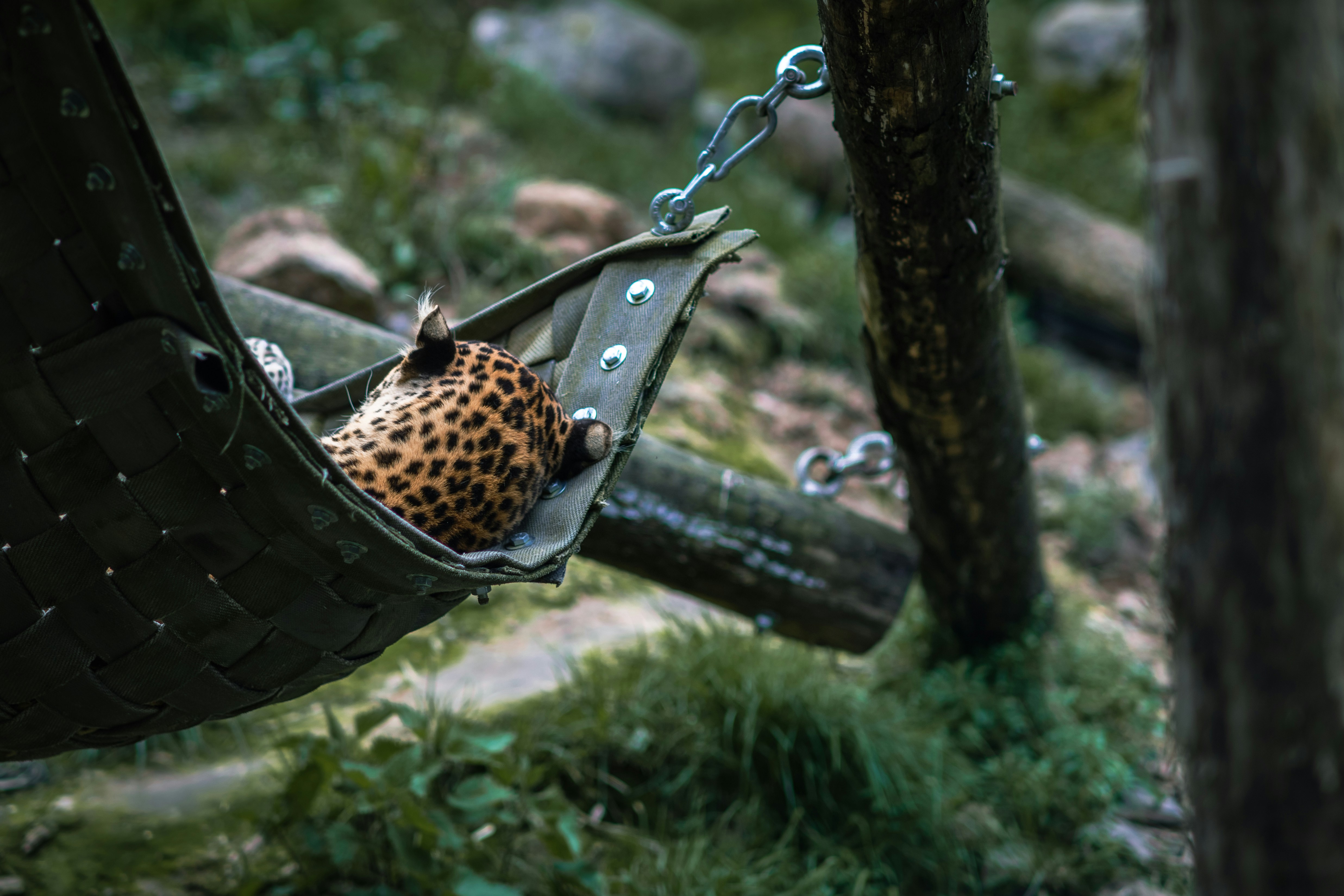 Leopard in a Hammock: Quiet Rest Between Mossy Trees