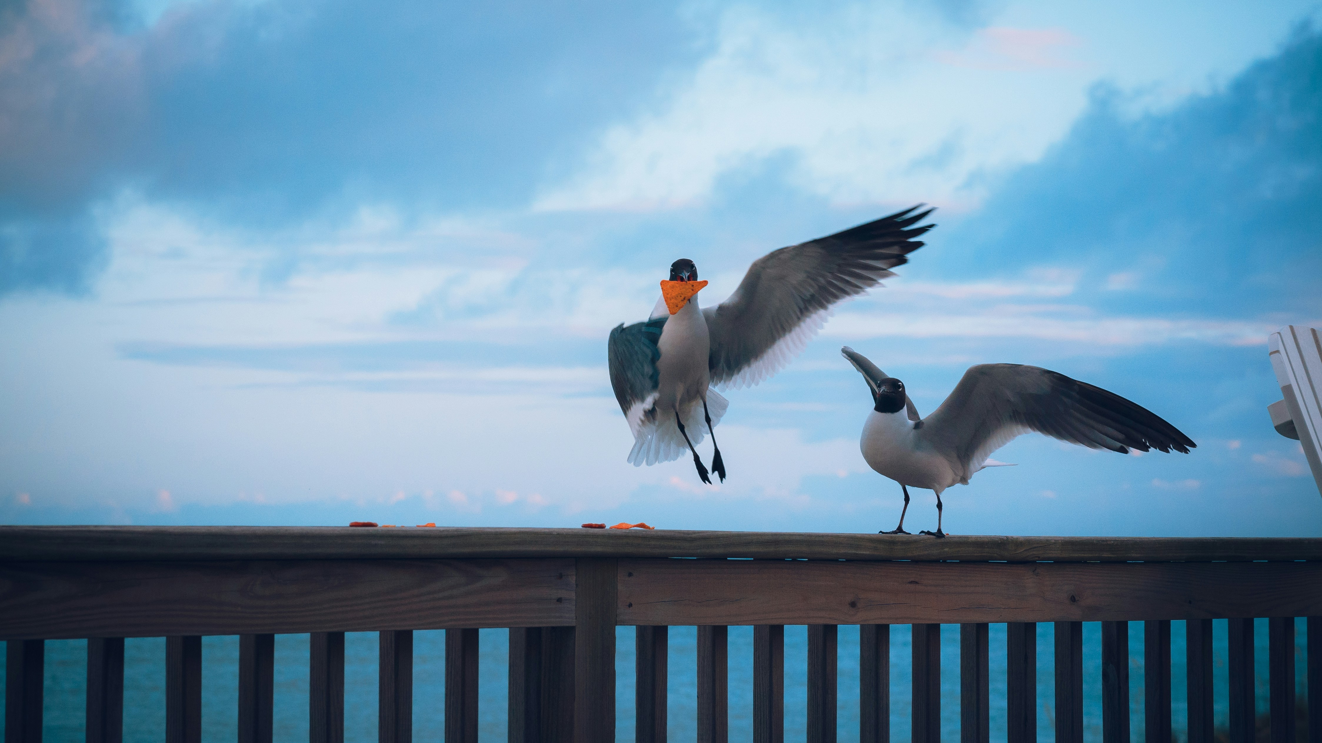 Two seabirds engage in a dynamic display on a wooden railing, set against a serene coastal backdrop.