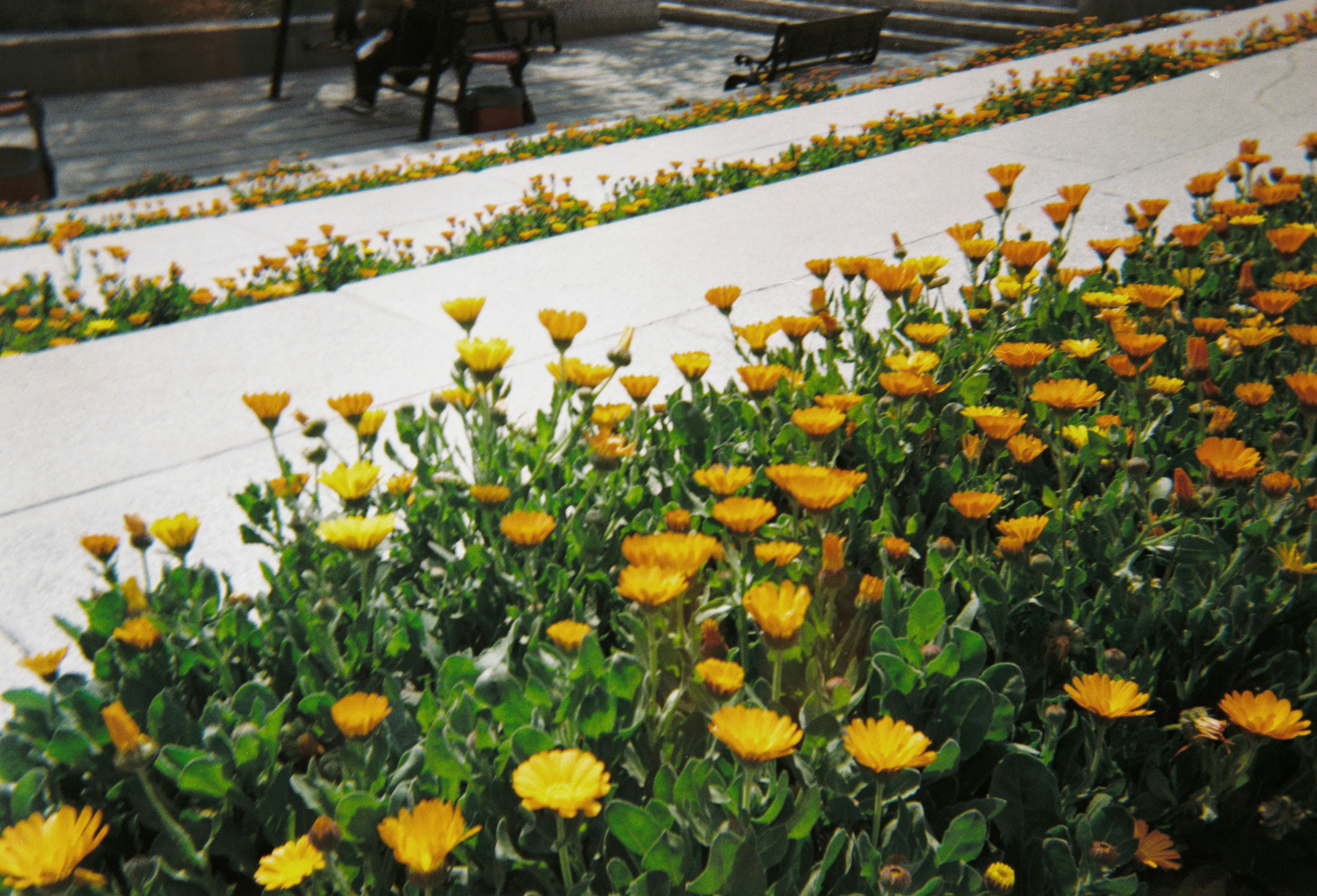 Sunlit Carthorse of Yellow: A Sea of Daisy-like Blooms Along the Path