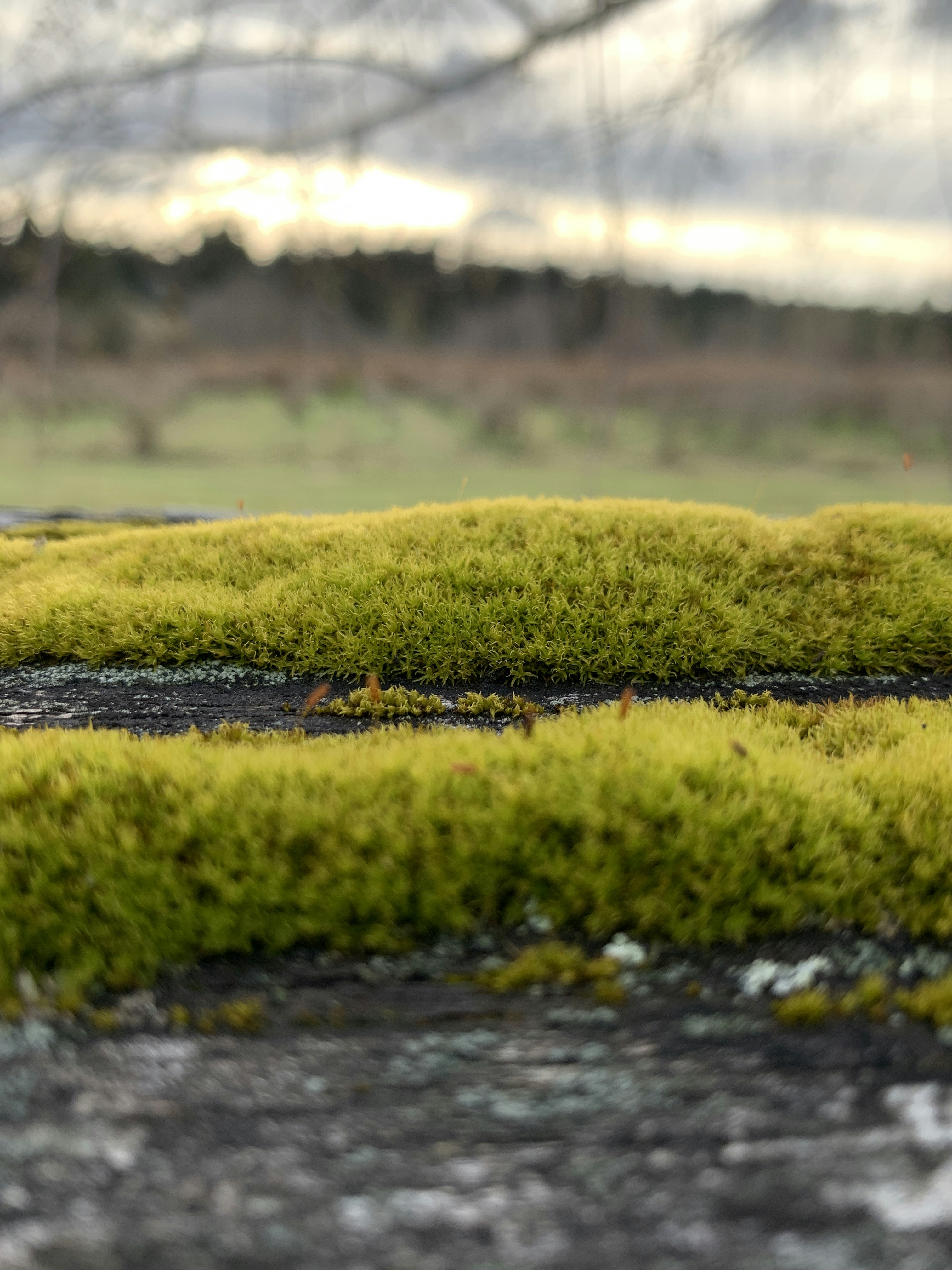 a close up of moss growing on a wet surface