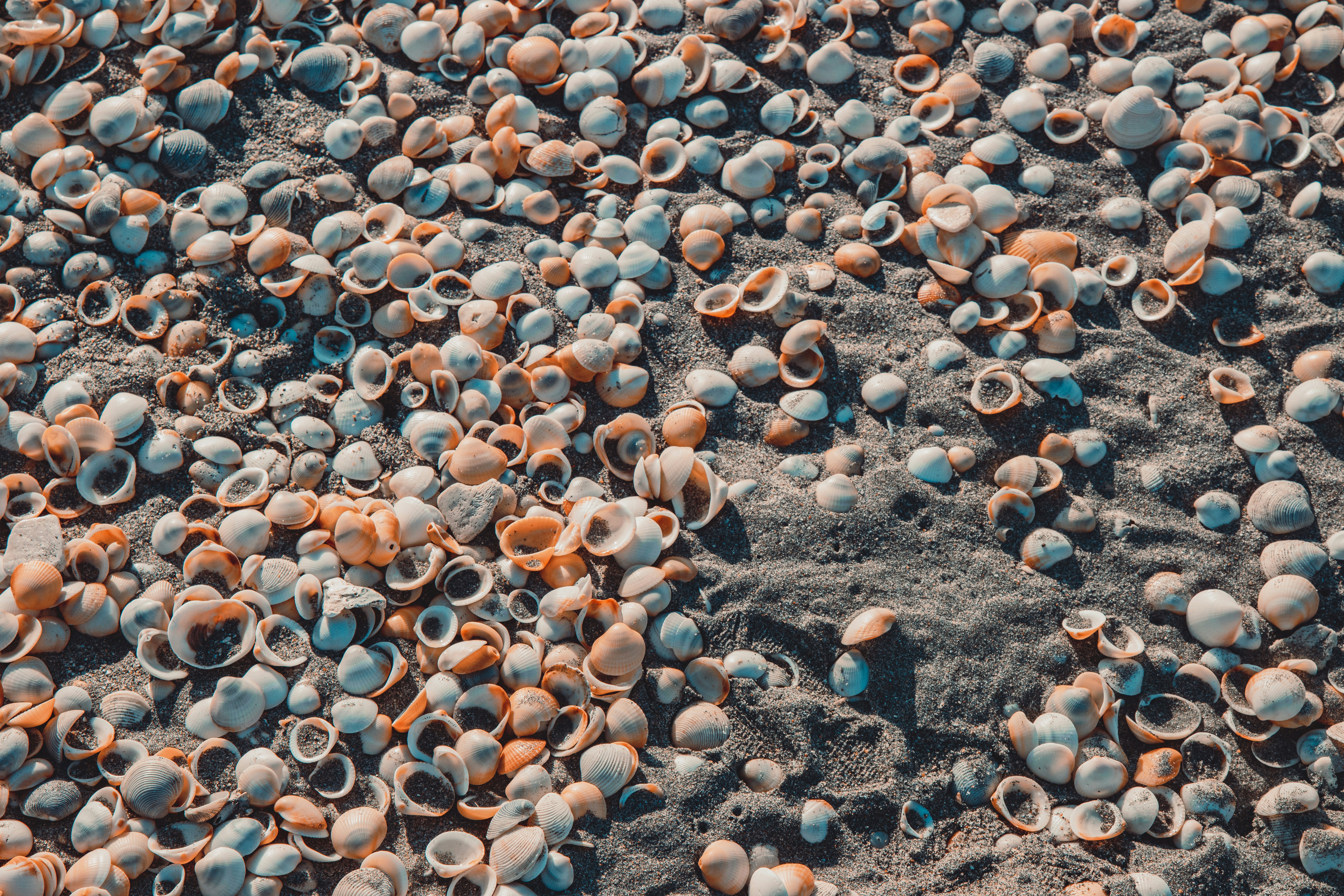 A bunch of shells that are laying in the sand photo – Free Beach Image ...