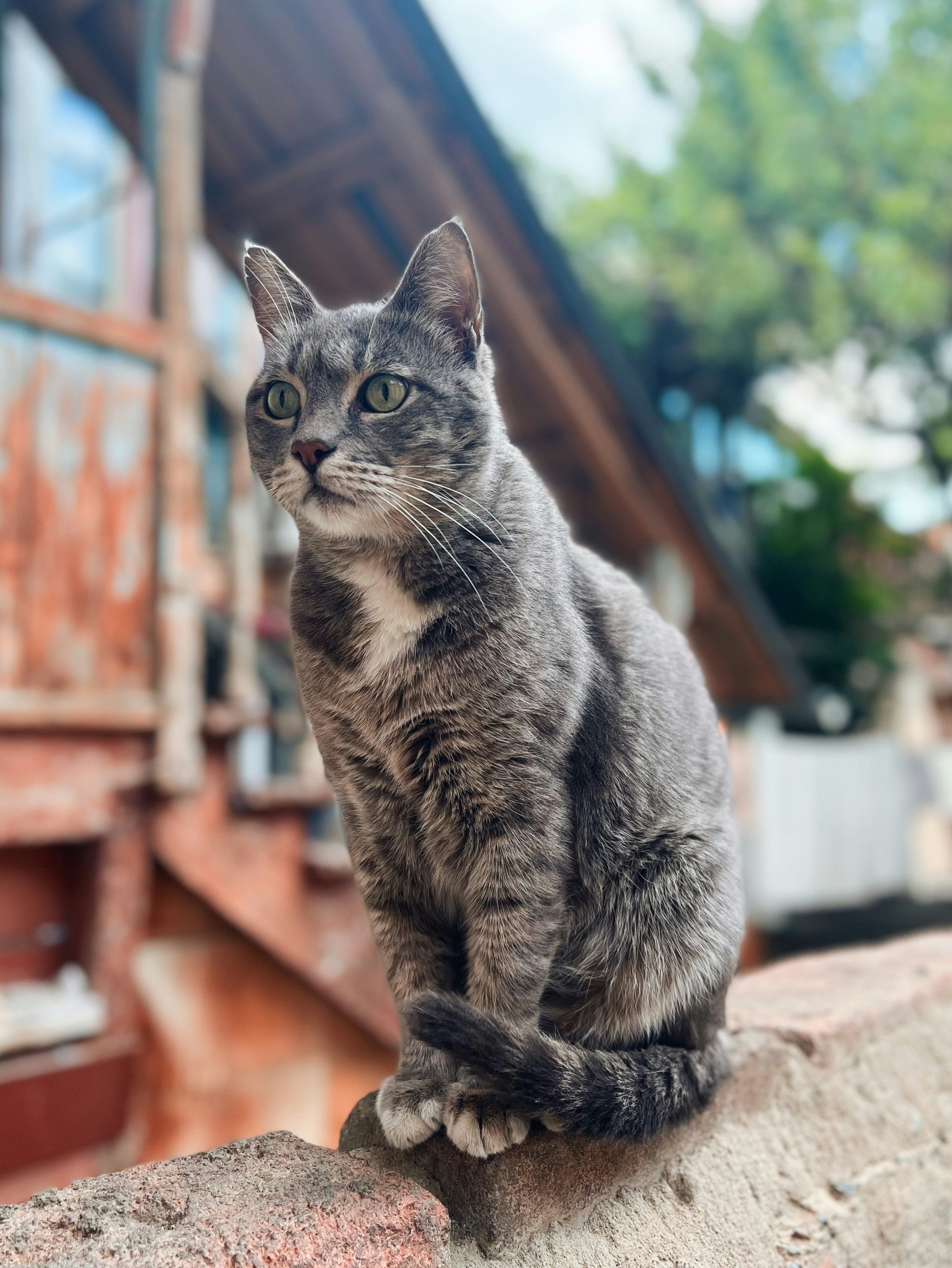 Cat at Tbilisi Sakartvelo