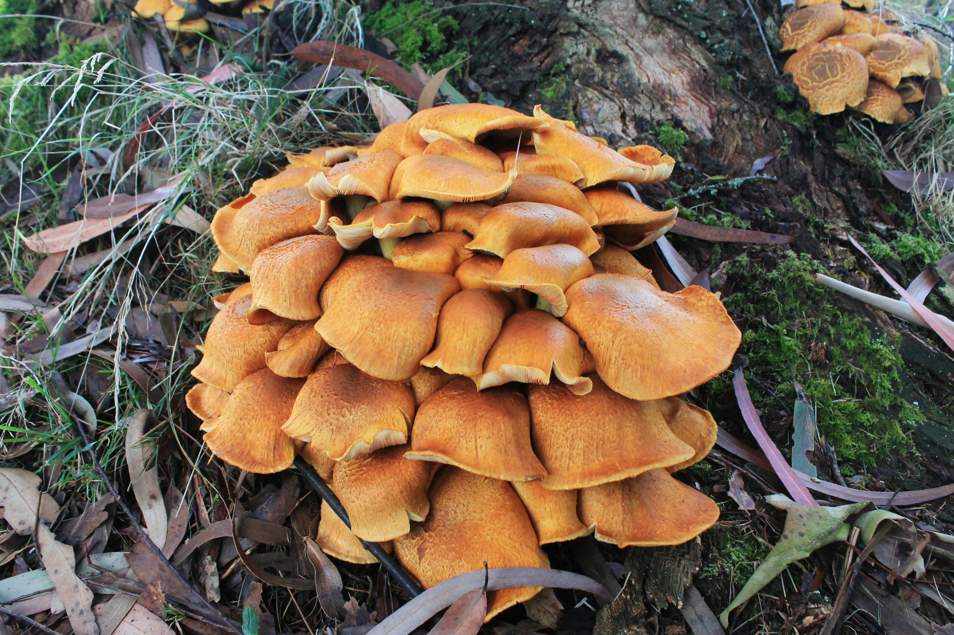 Amber Shelf Fungi Cluster on a Mossy Forest Floor