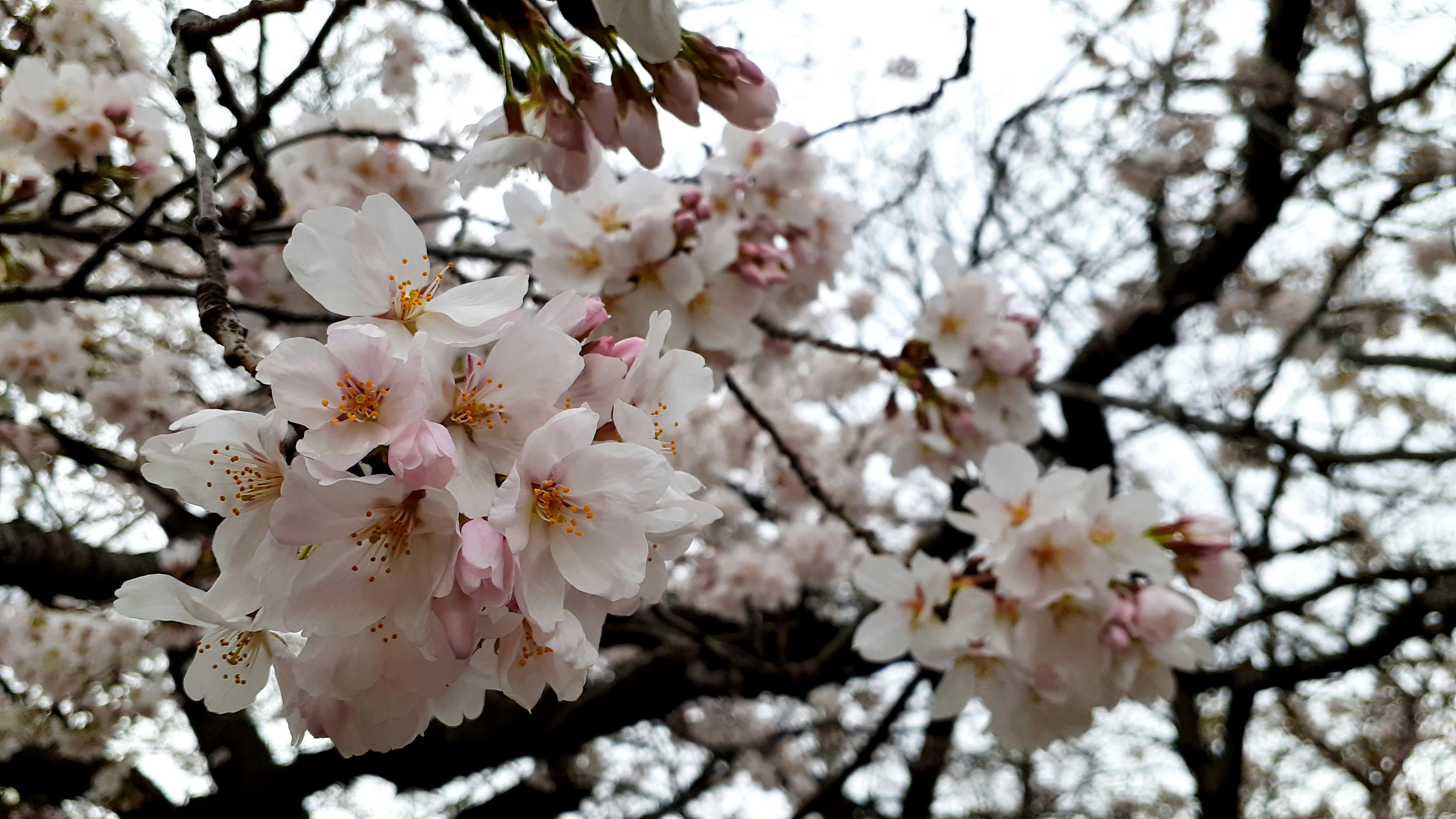 Photograph of pale pink cherry blossoms clustered on dark branches, with soft light and shallow depth of field.