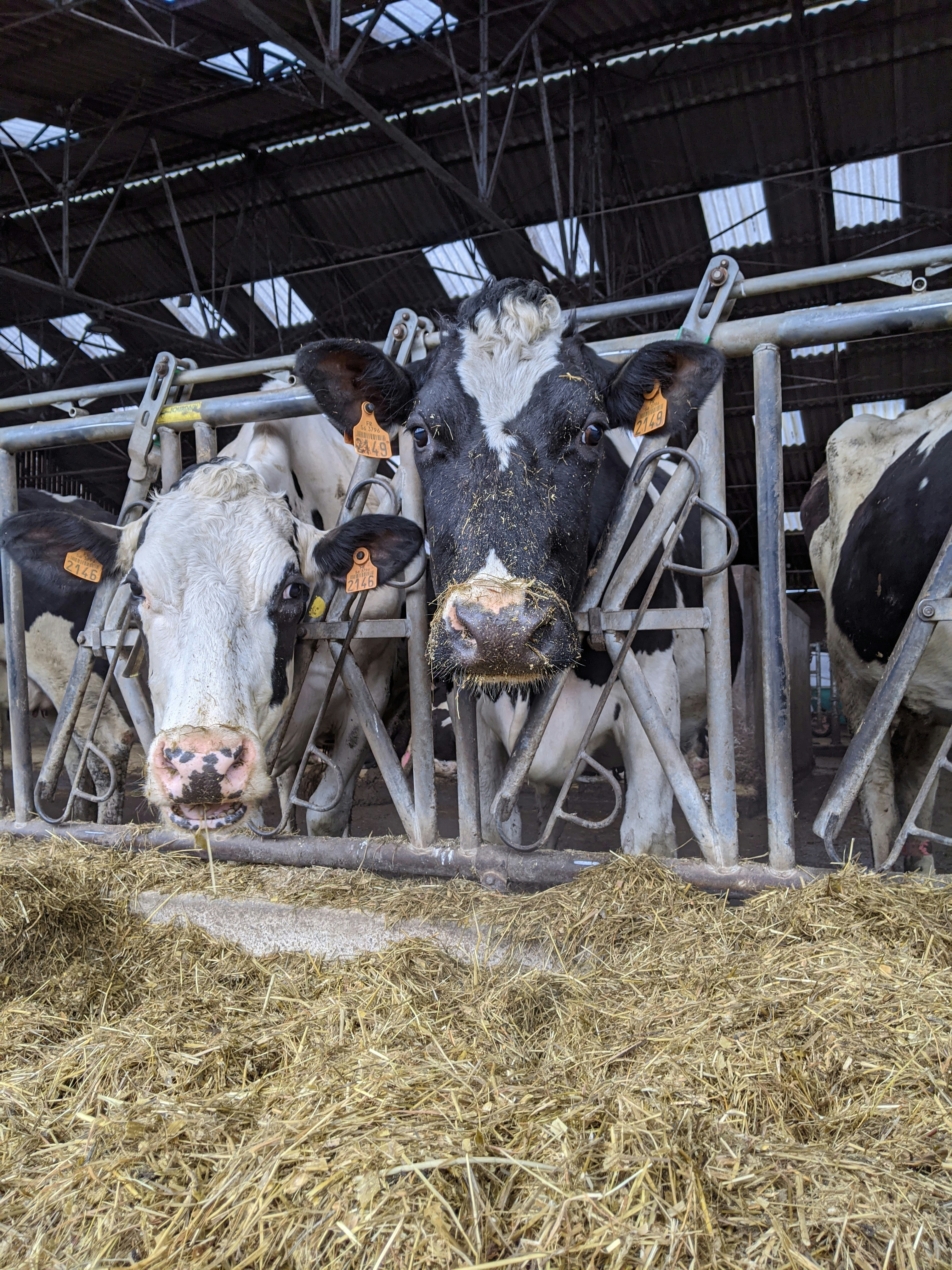 Farmyard Gaze: Cattle at the Farmstead