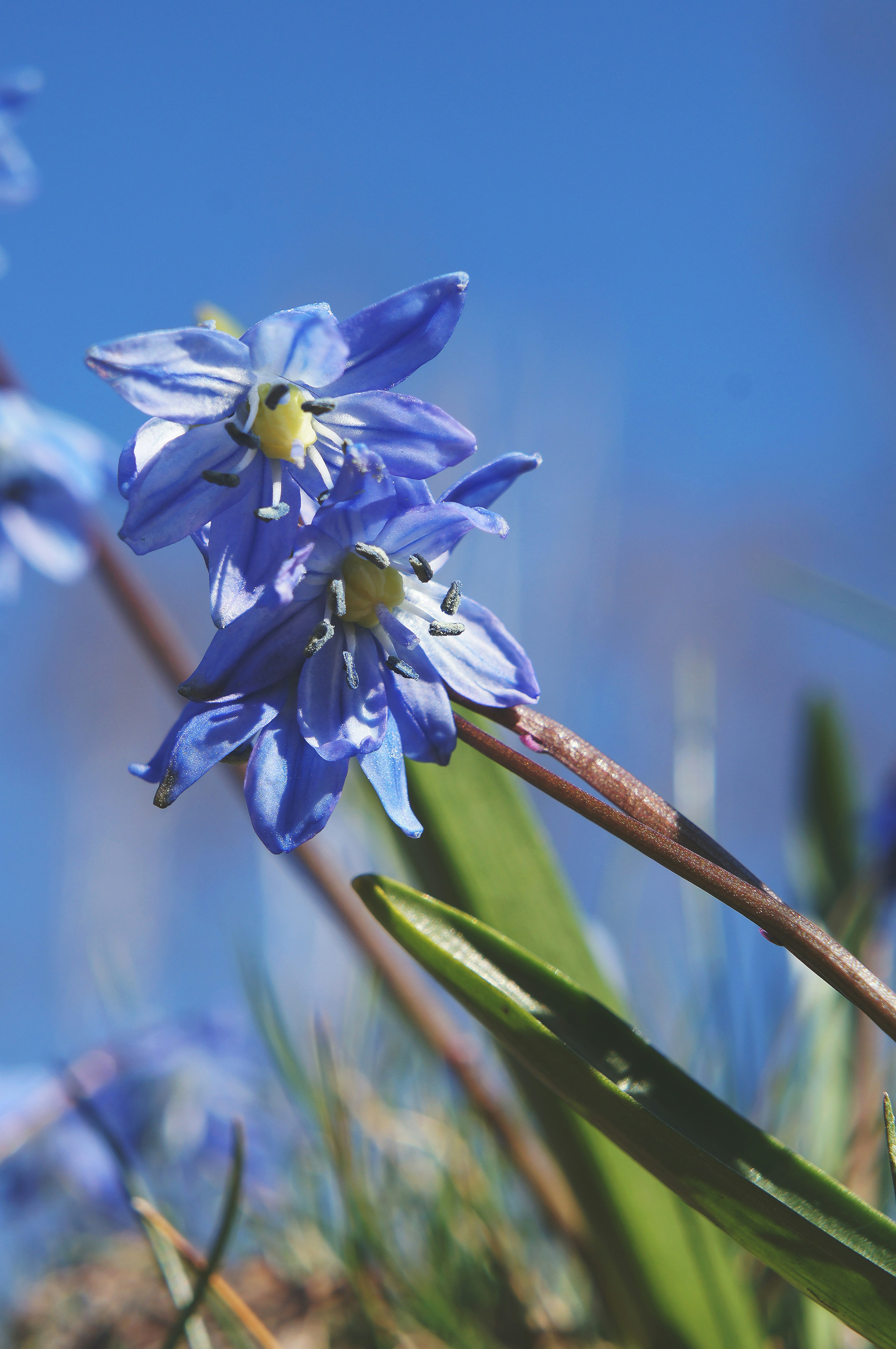 Azure blossoms against a sky-blue hush: a close-up of vibrant blue flowers on a slender stem