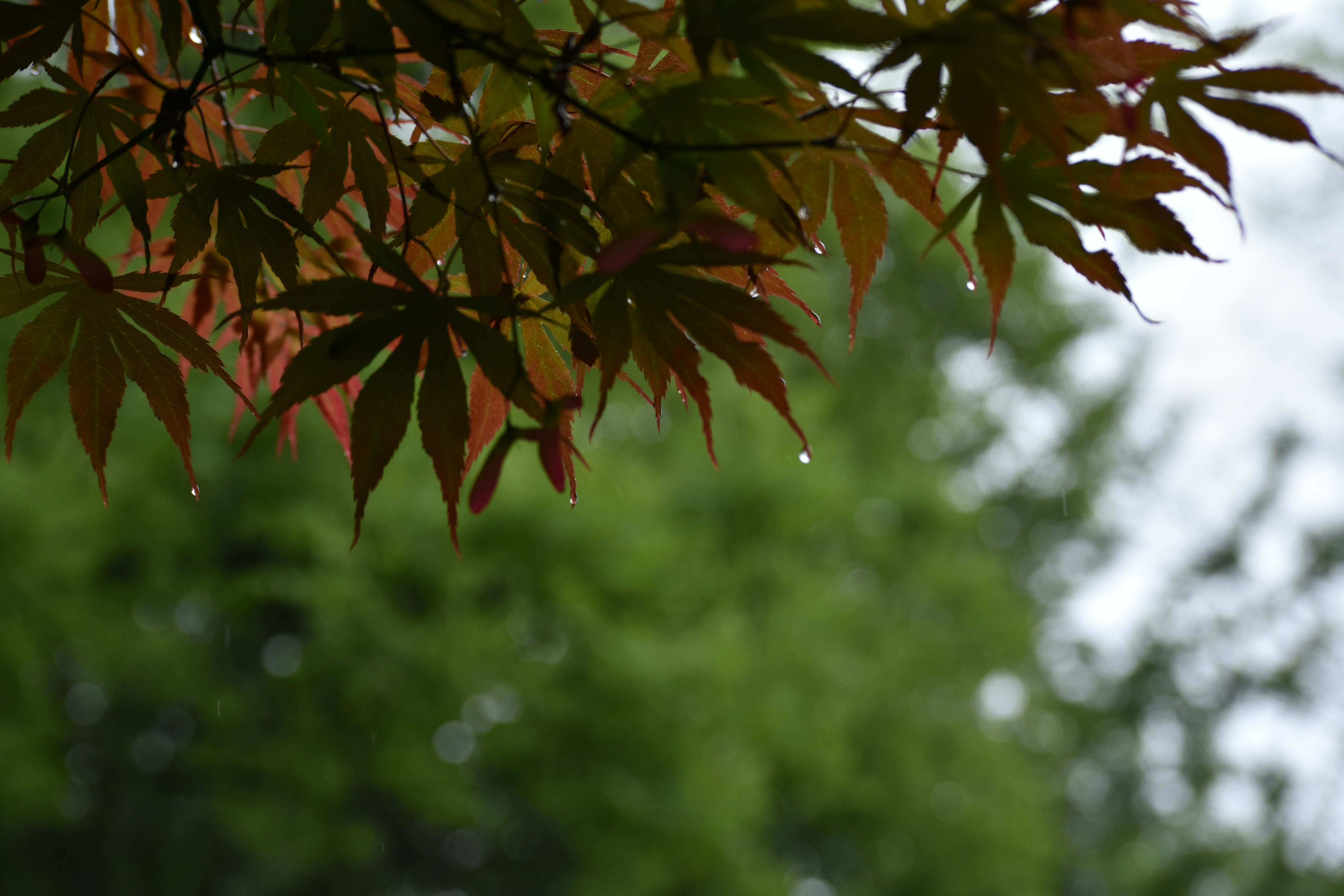 Dew-Kissed Maple Fronds Framing a Velvet Green Bokeh