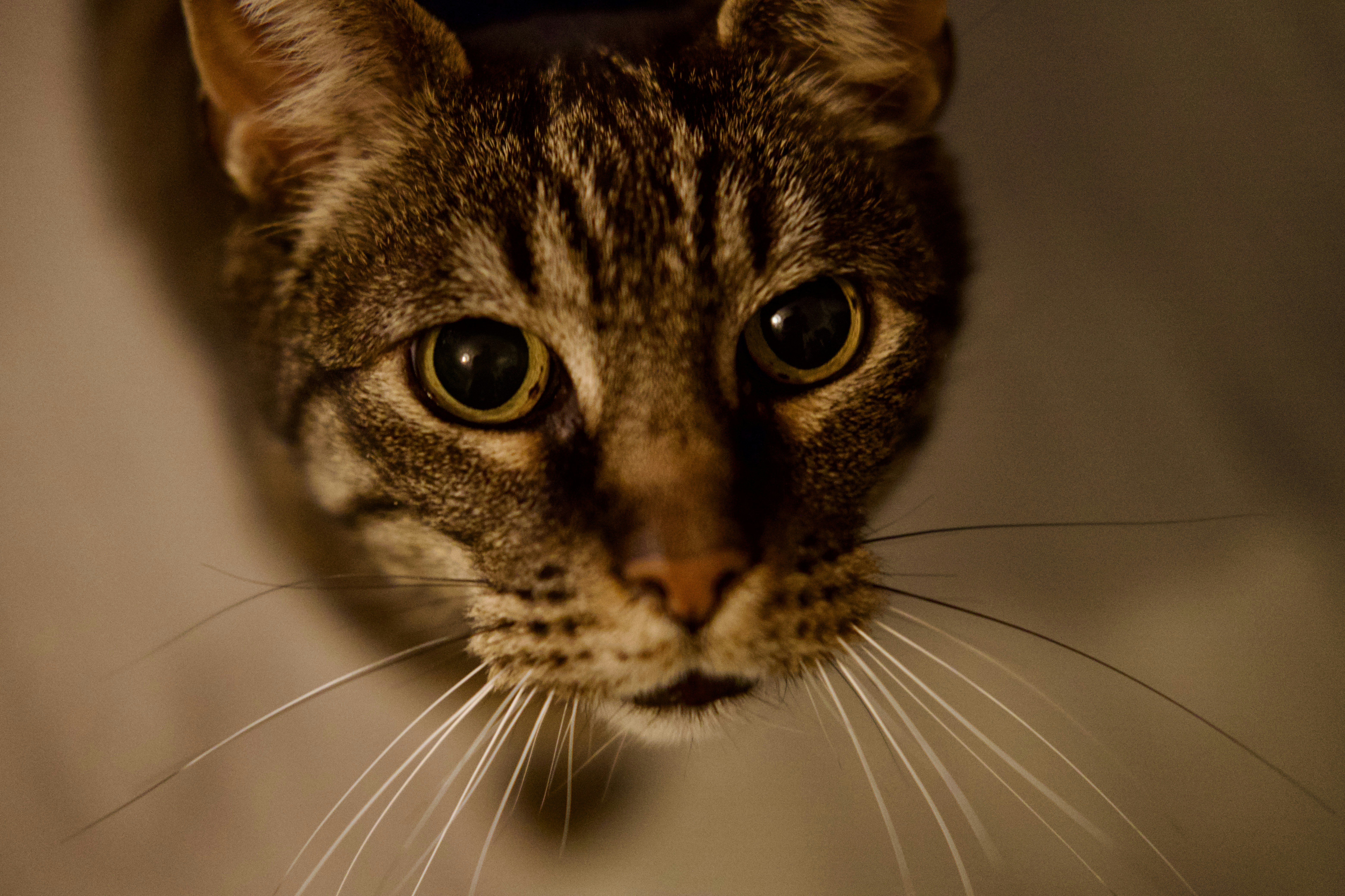Close-Up Whisker Moment: A Cat’s Curious Gaze