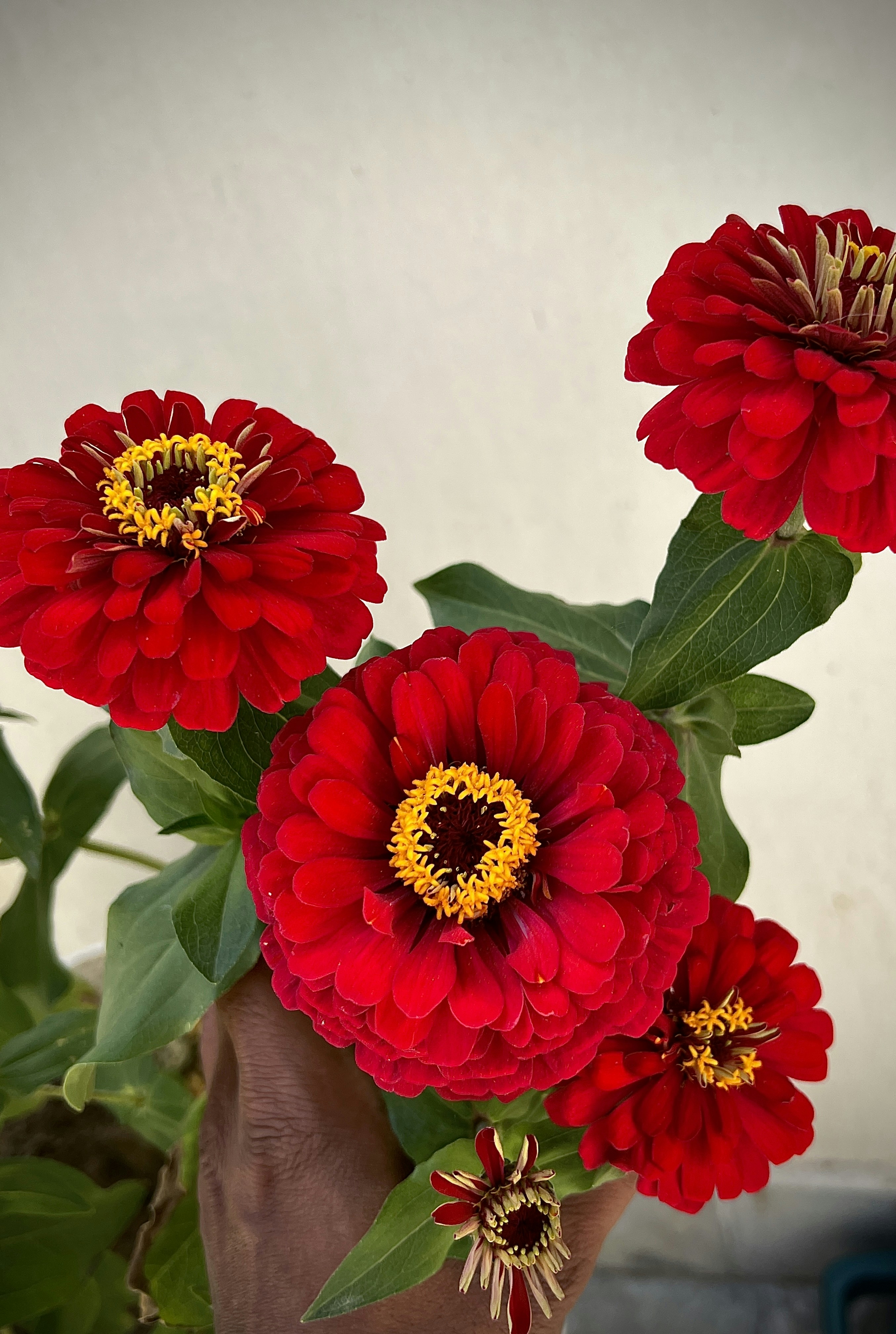 Red Zinnia Reverie: A Hand-Held Burst of Velvet Petals