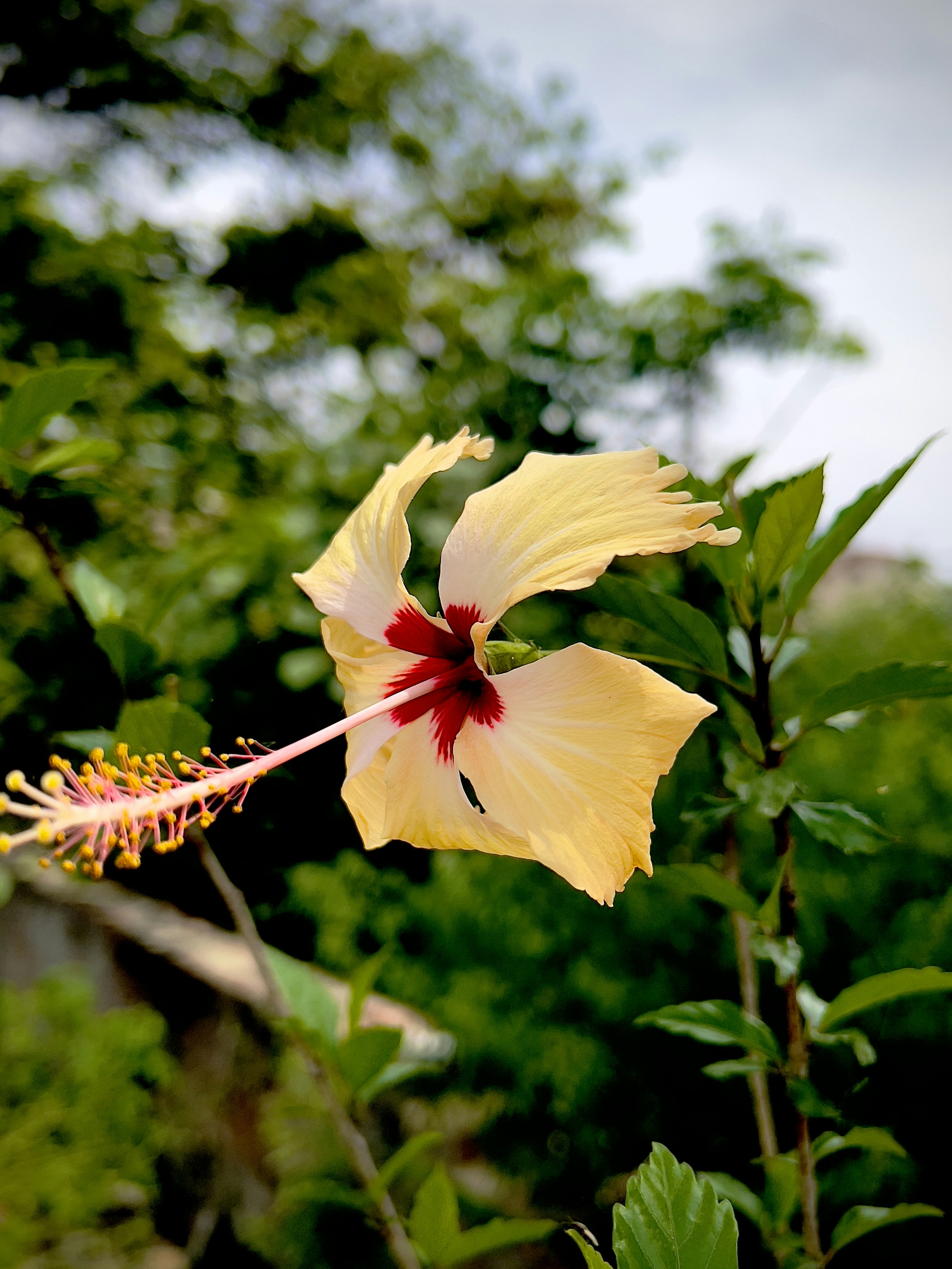 Crimson Heart in Cream: A Sunlit Hibiscus Close-Up