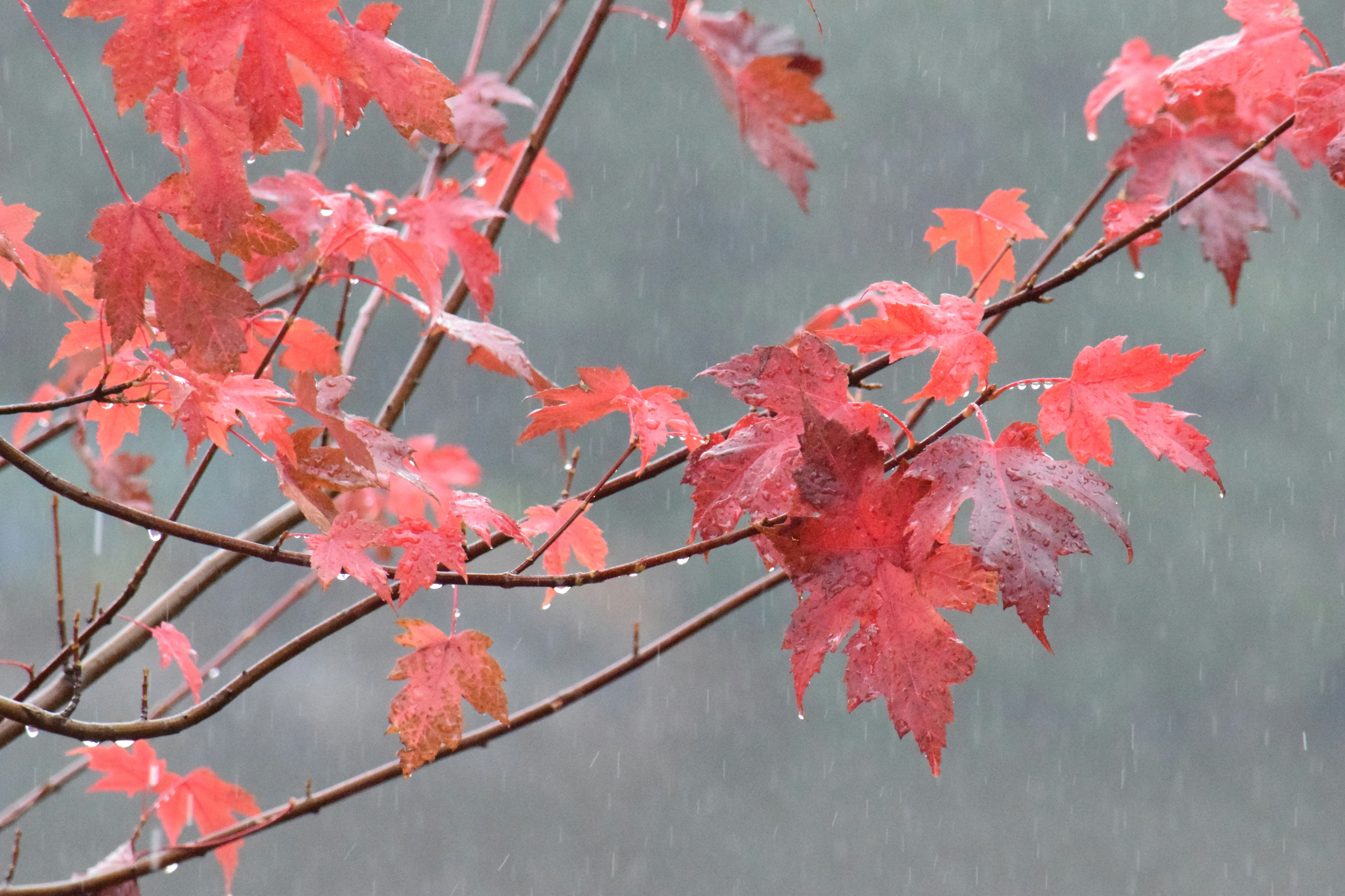 A tree with red leaves in the rain photo – Free Autumn rain Image on ...