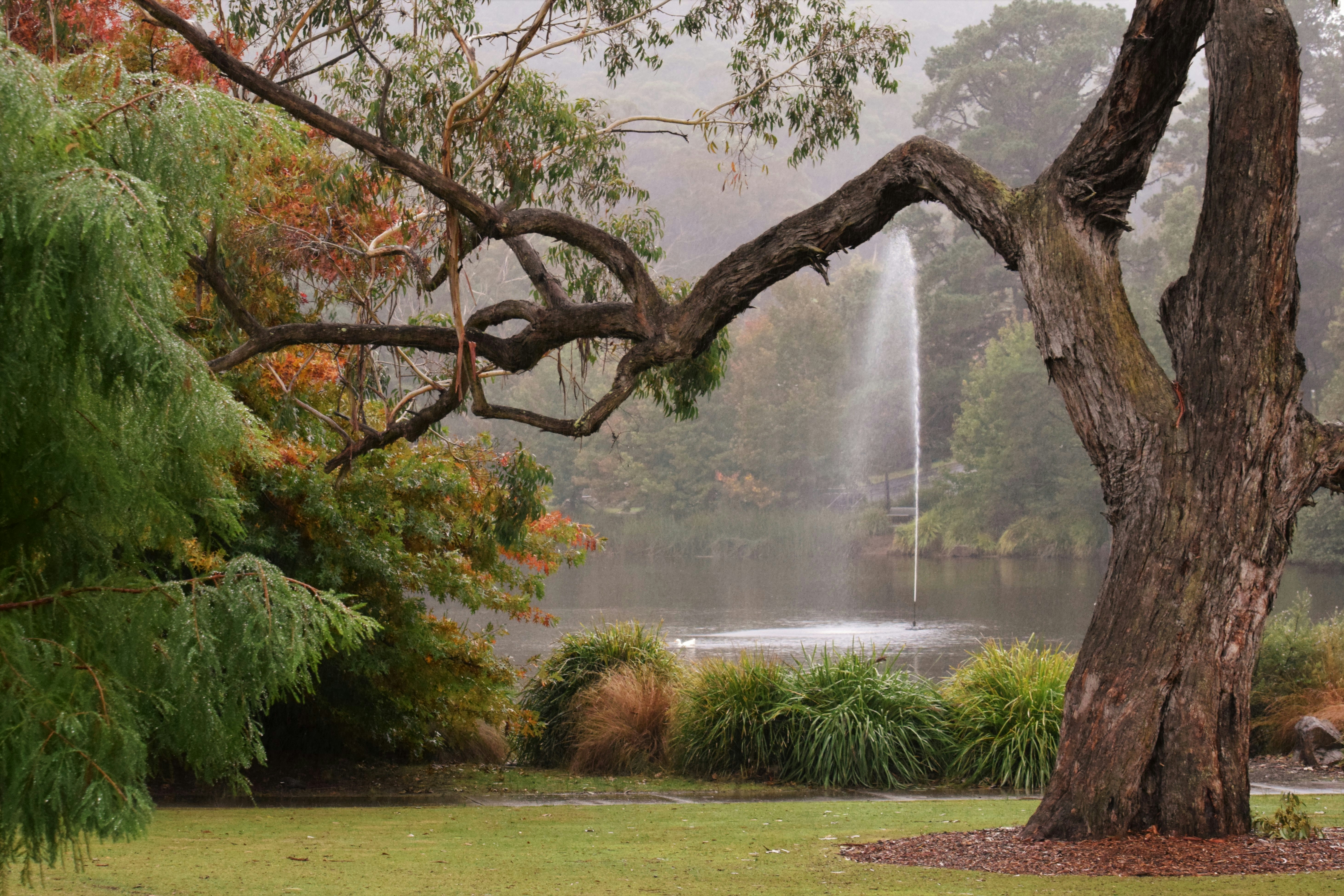 Twisted tree branches frame a serene pond with a distant fountain on a rainy autumn day.