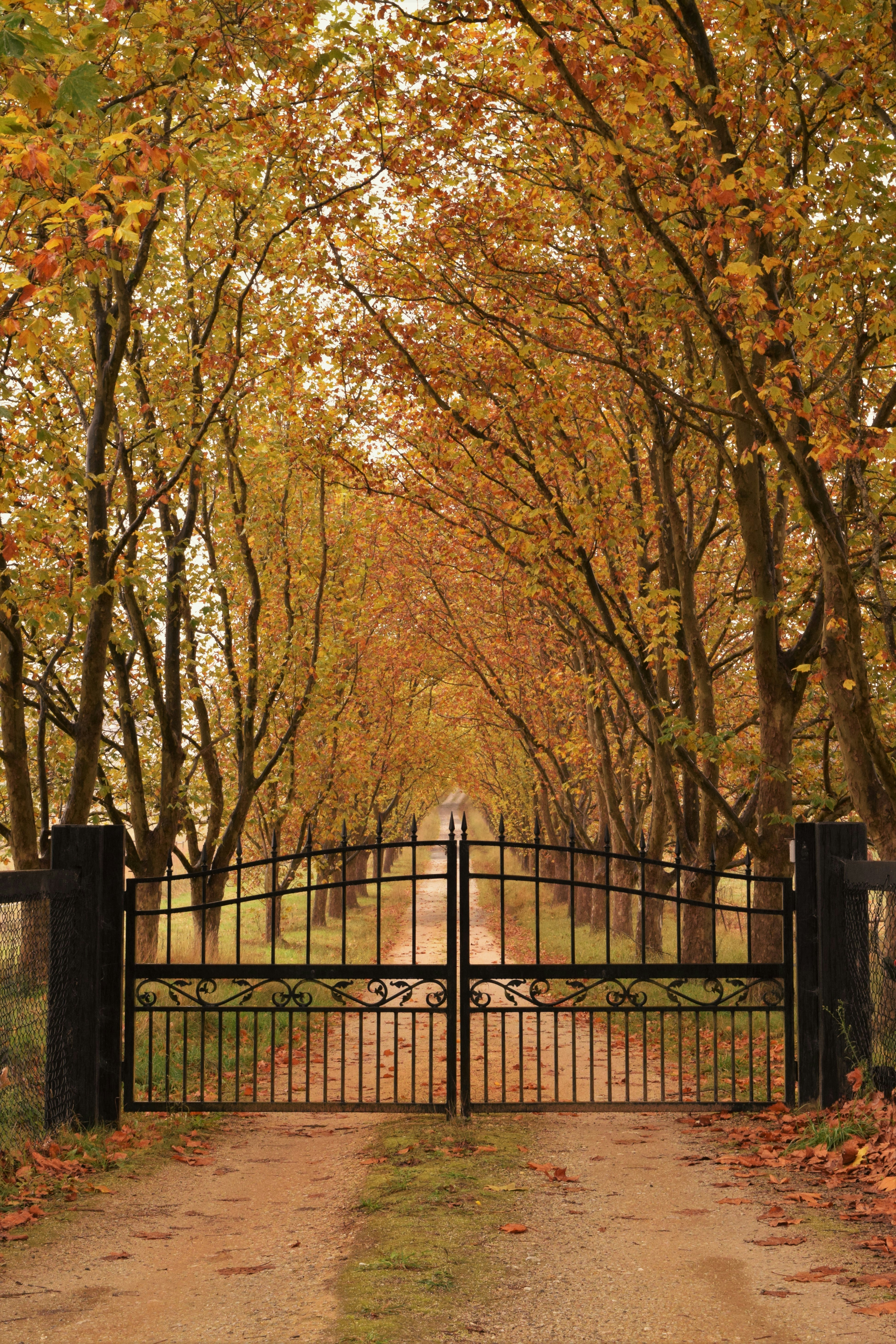 Autumn Gateways: A Russet Path Framed by Whispering Trees
