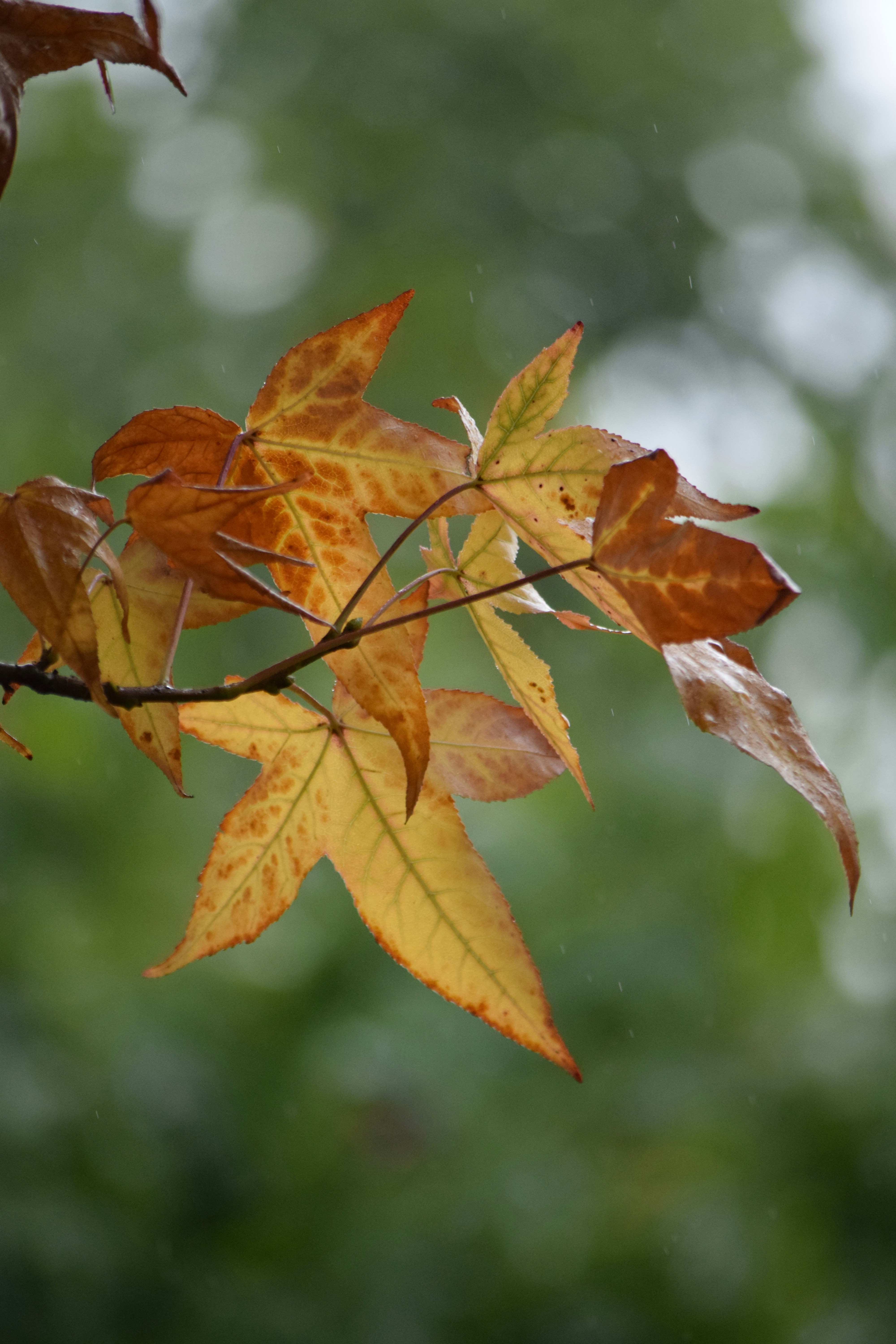 A tree branch with a bunch of leaves on it photo – Free Maple leaf ...