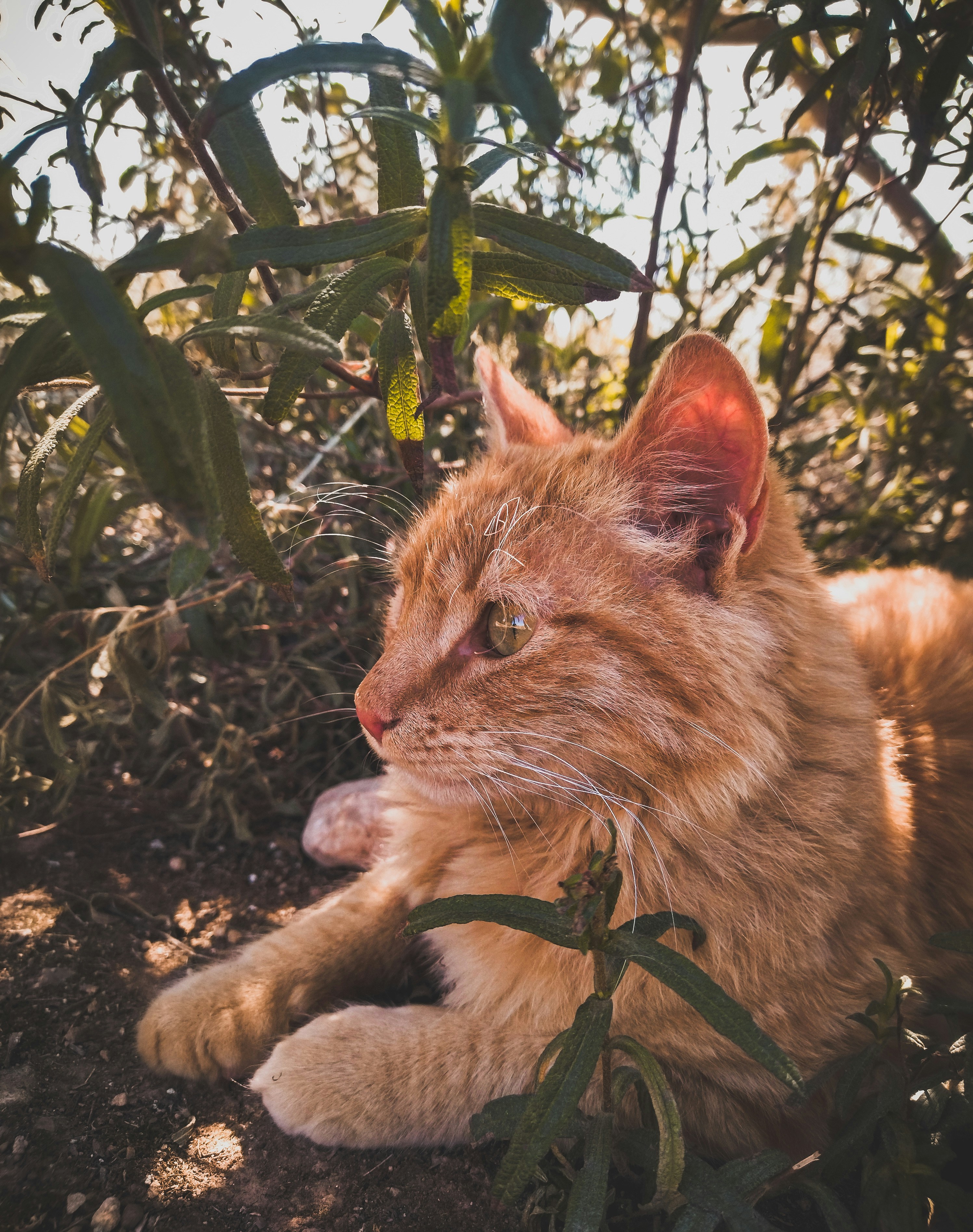 A ginger cat lounges among dirt and leafy stems. Sunlight filters through the foliage, highlighting its fur.