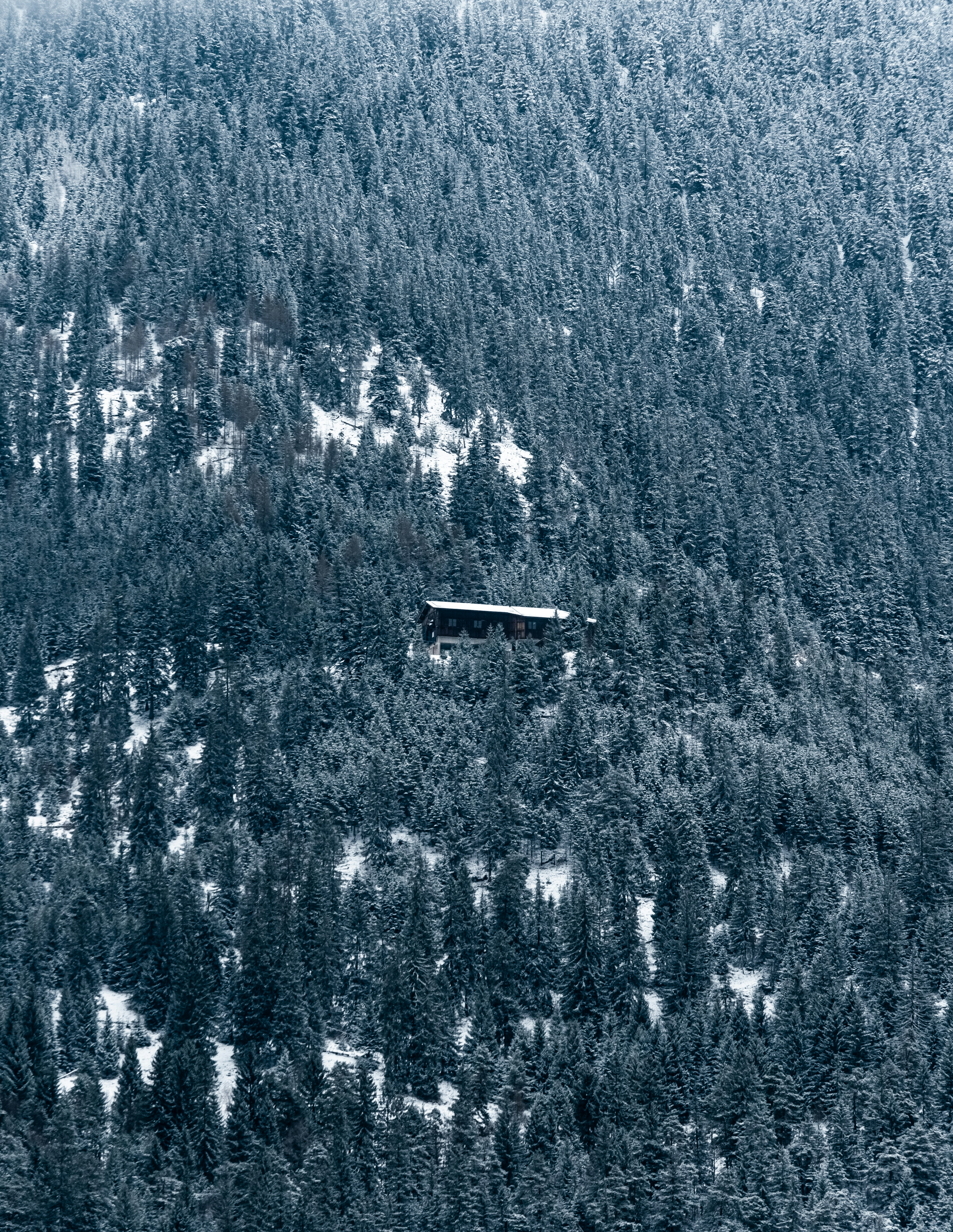 Une montagne couverte de neige à côté d’une forêt photo – Photo Des ...