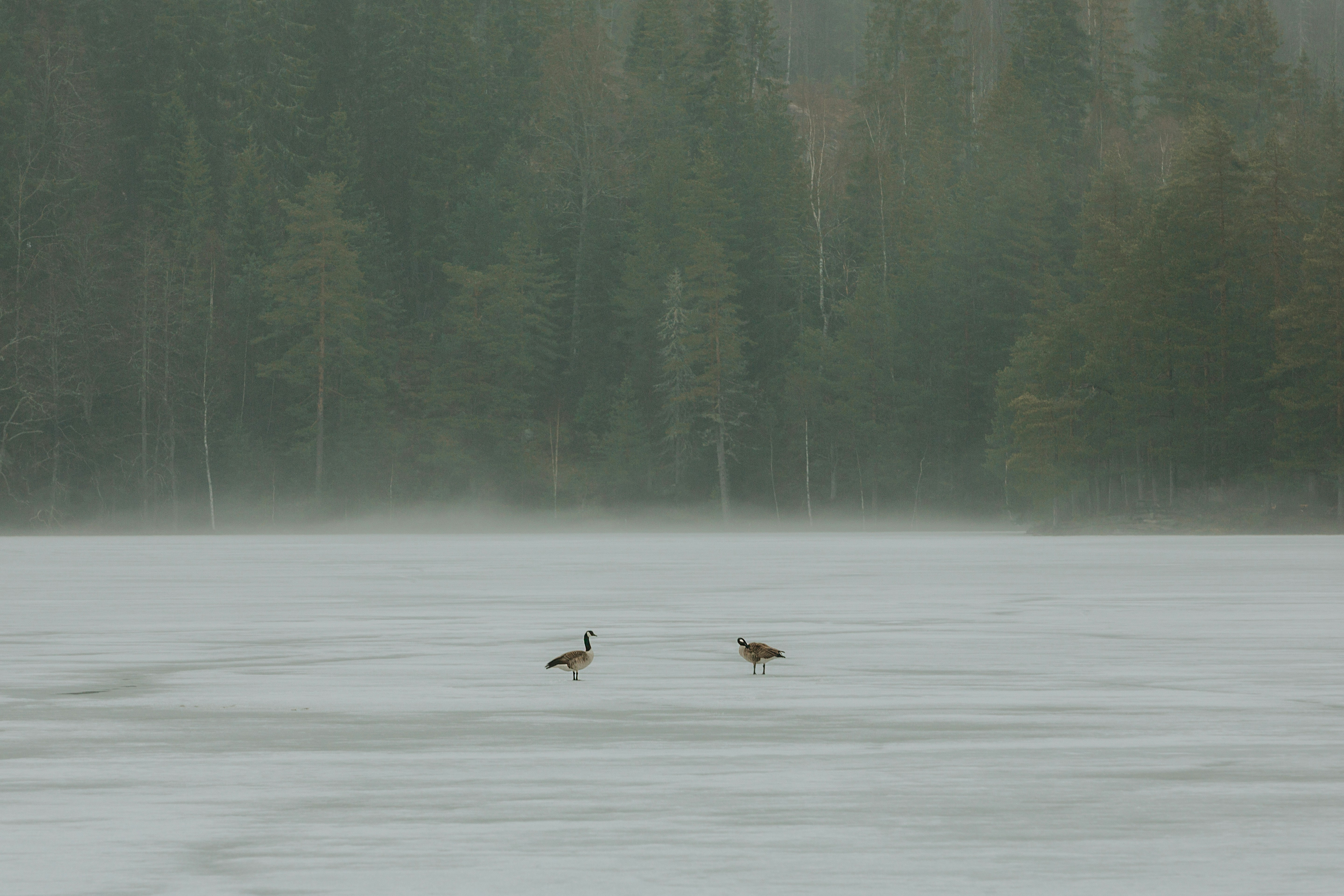 Silhouetted Swans on Misty Lake Verge