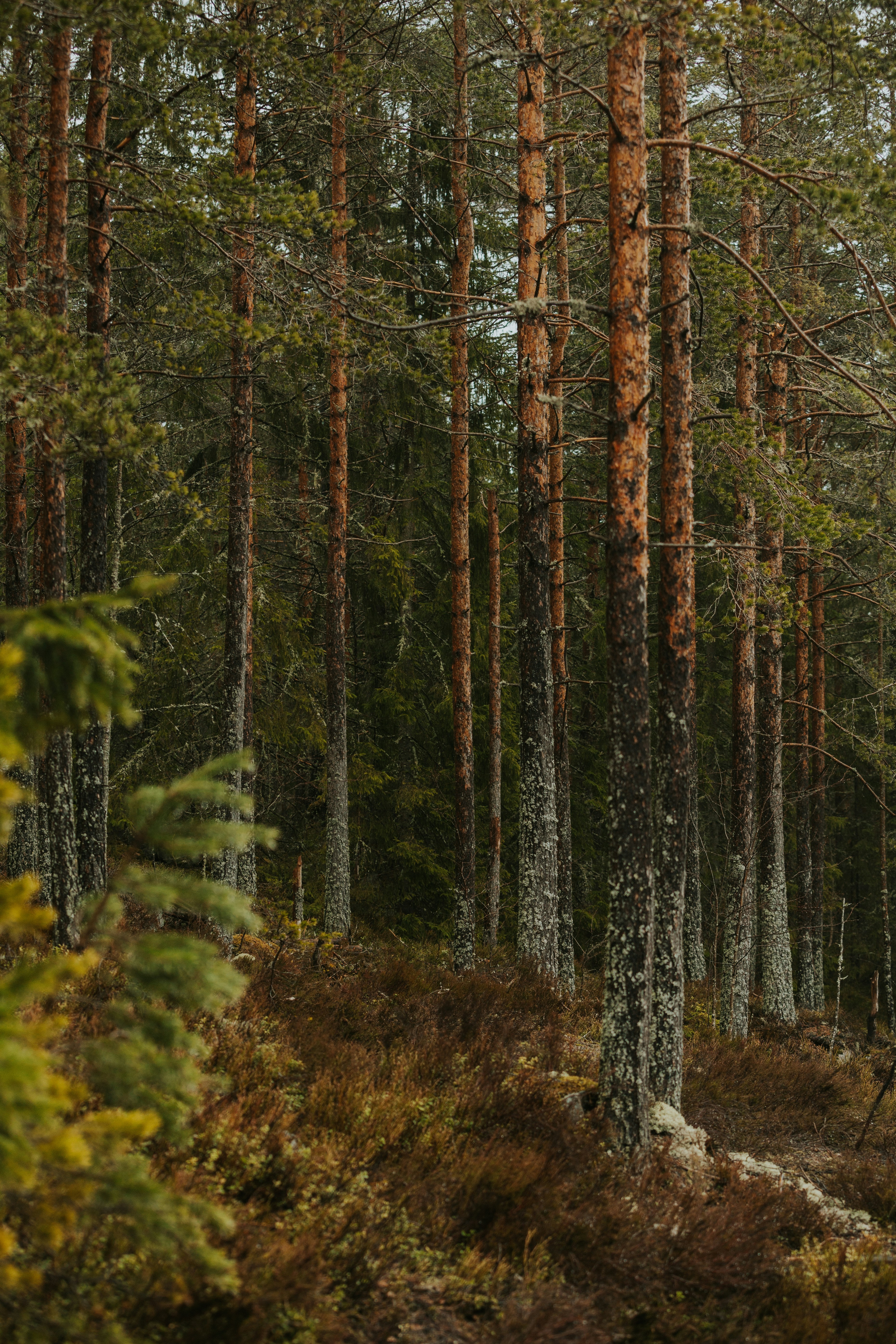 A forest filled with lots of tall trees photo – Free Sande Image on ...