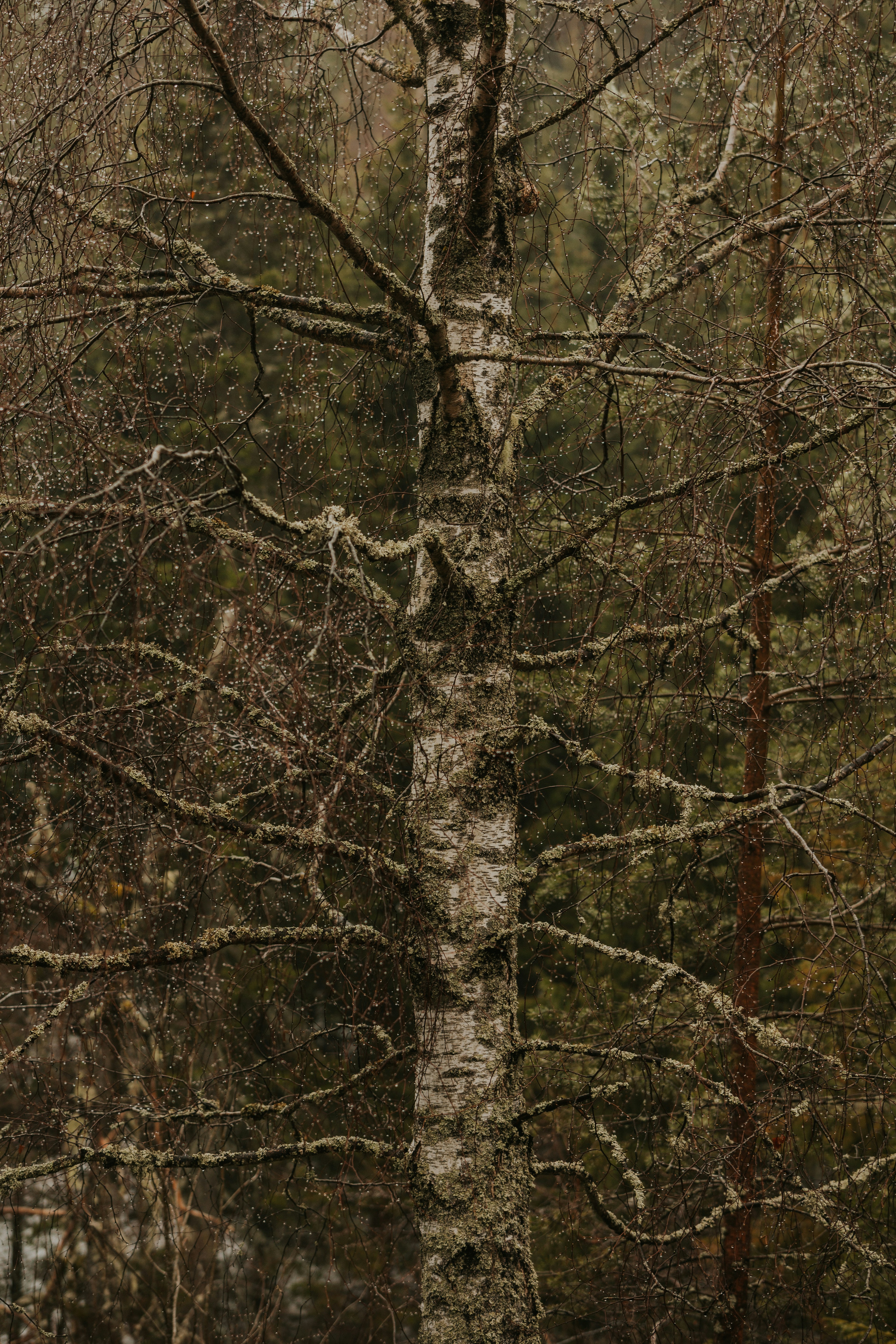 A tree with no leaves in a forest photo – Free Sande Image on Unsplash