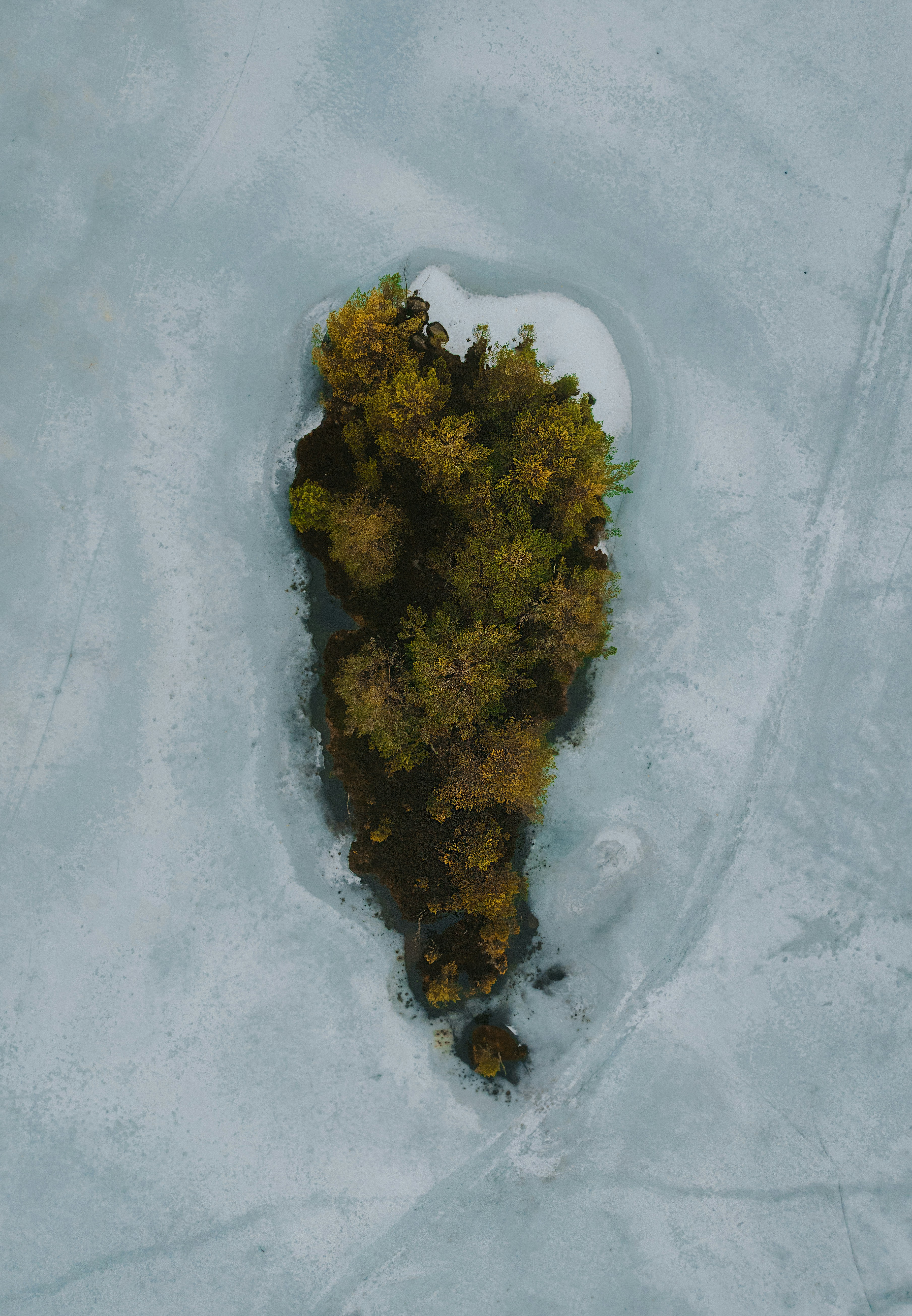 Autumn island ringed by pale ice: a lone treetop haven