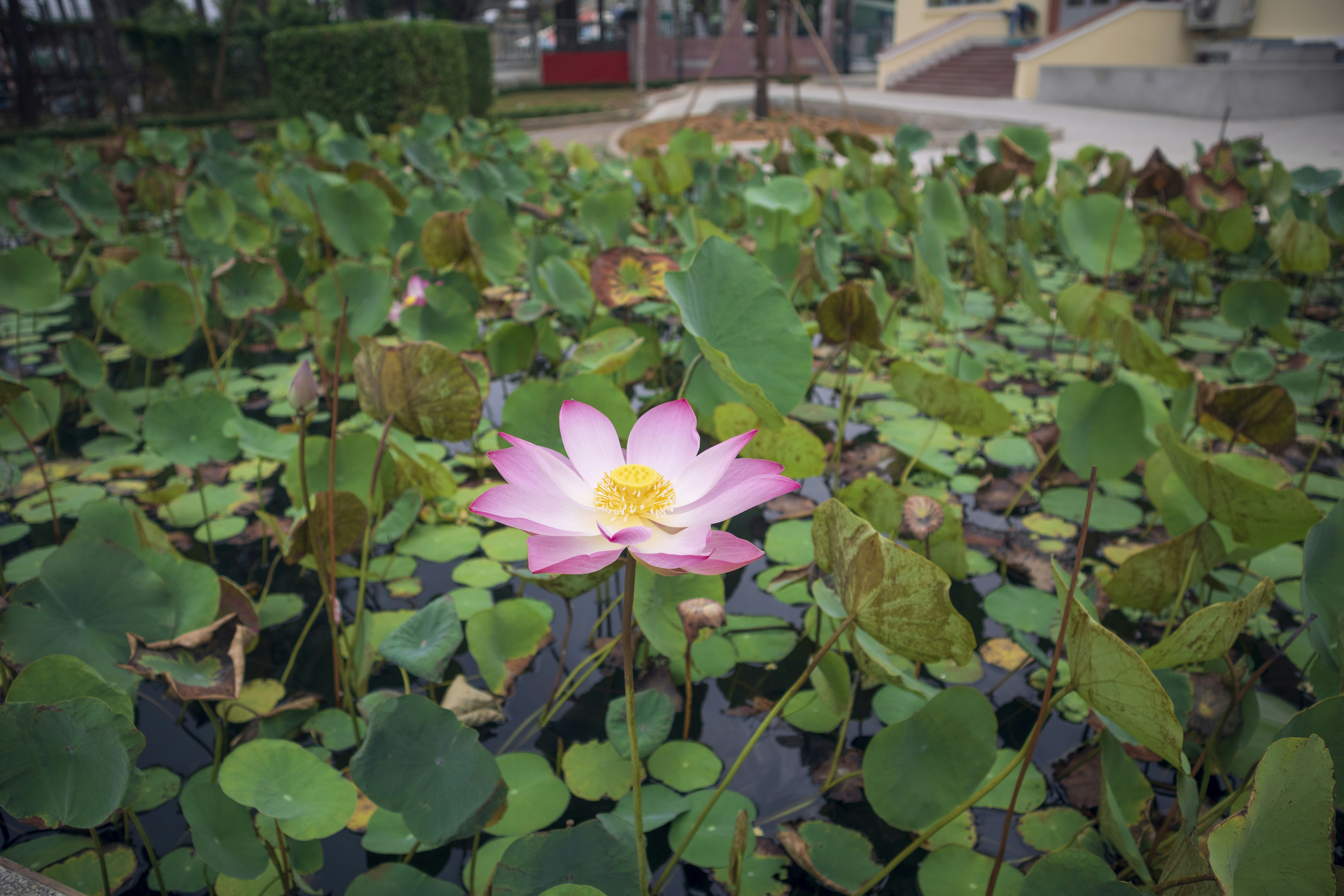 Pink Lotus Centerpiece Amid a Sea of Lily Pads