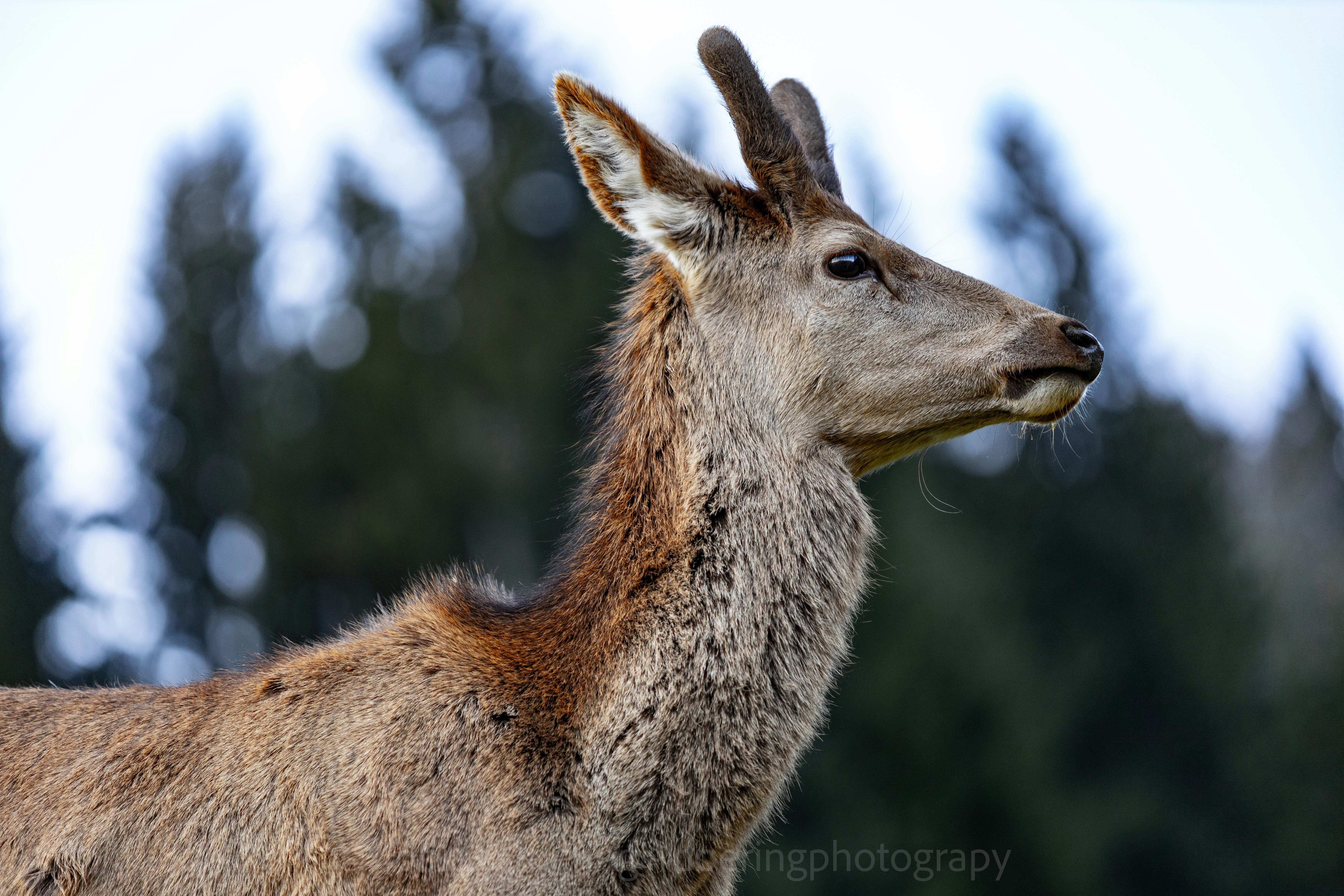 Elk in Profile: Quiet Gaze Across Alpine Pines
