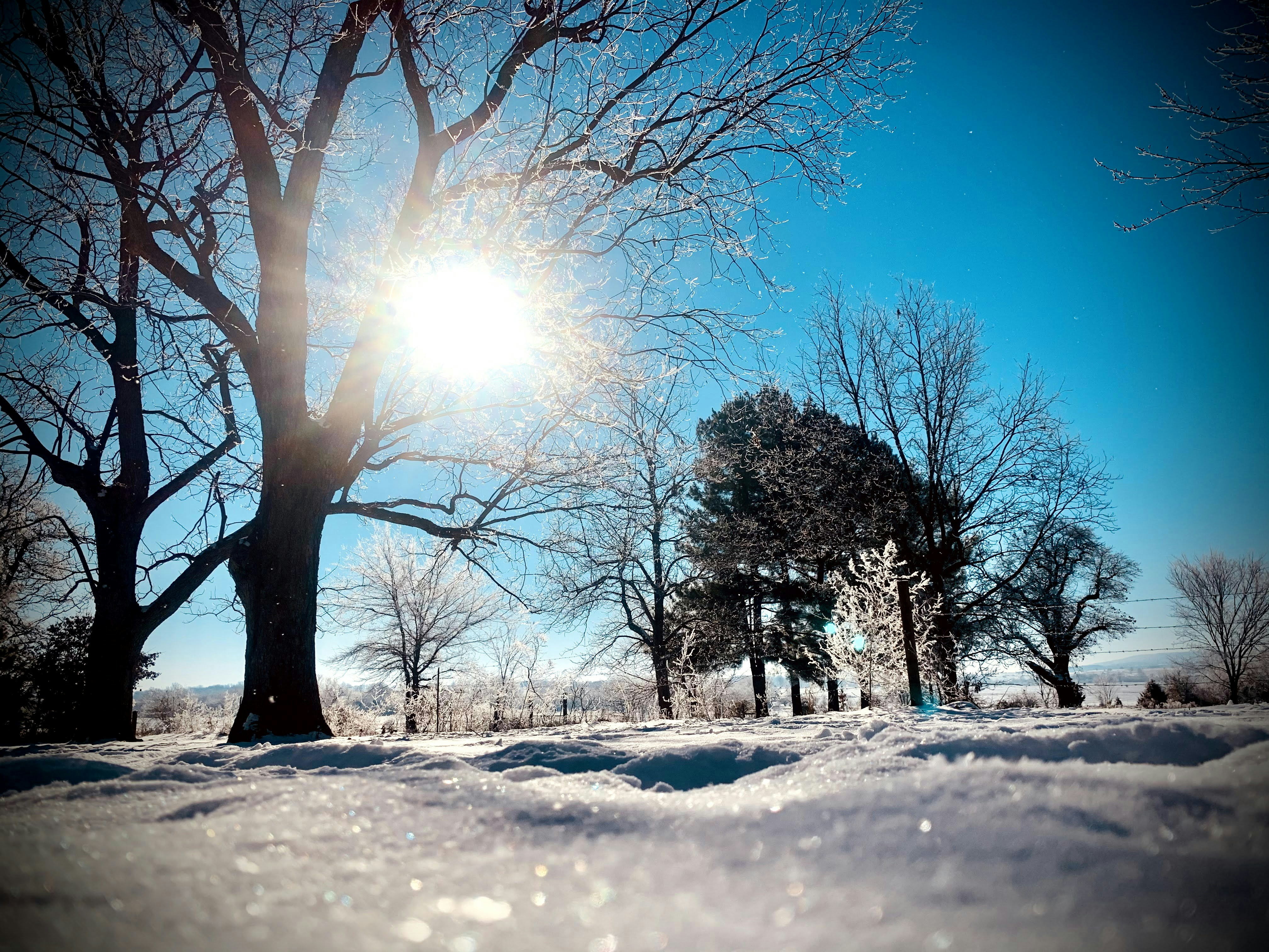 Le soleil brille à travers les arbres dans la neige photo – Photo ...