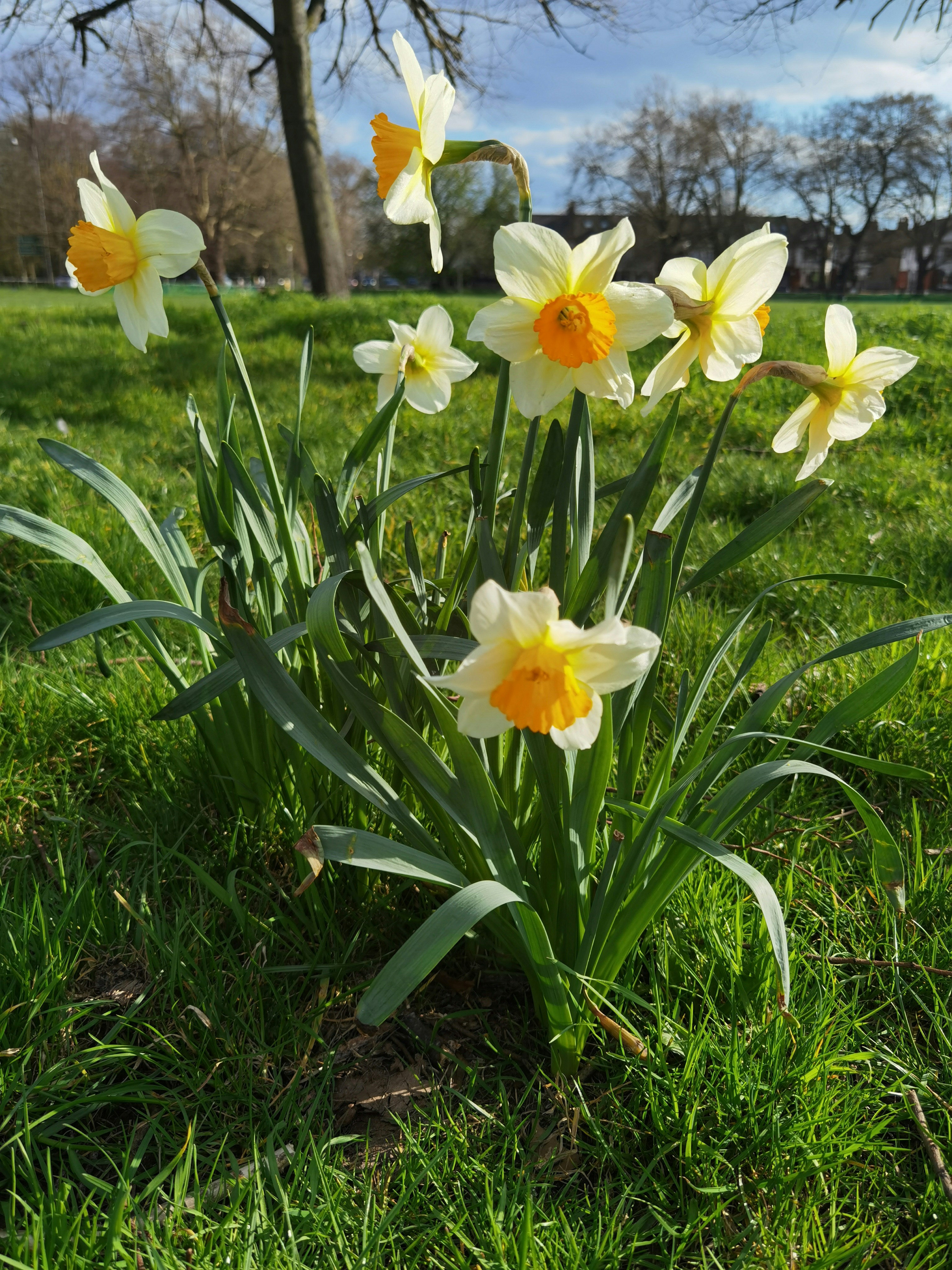 Cluster of daffodils rising from sunlit lawn