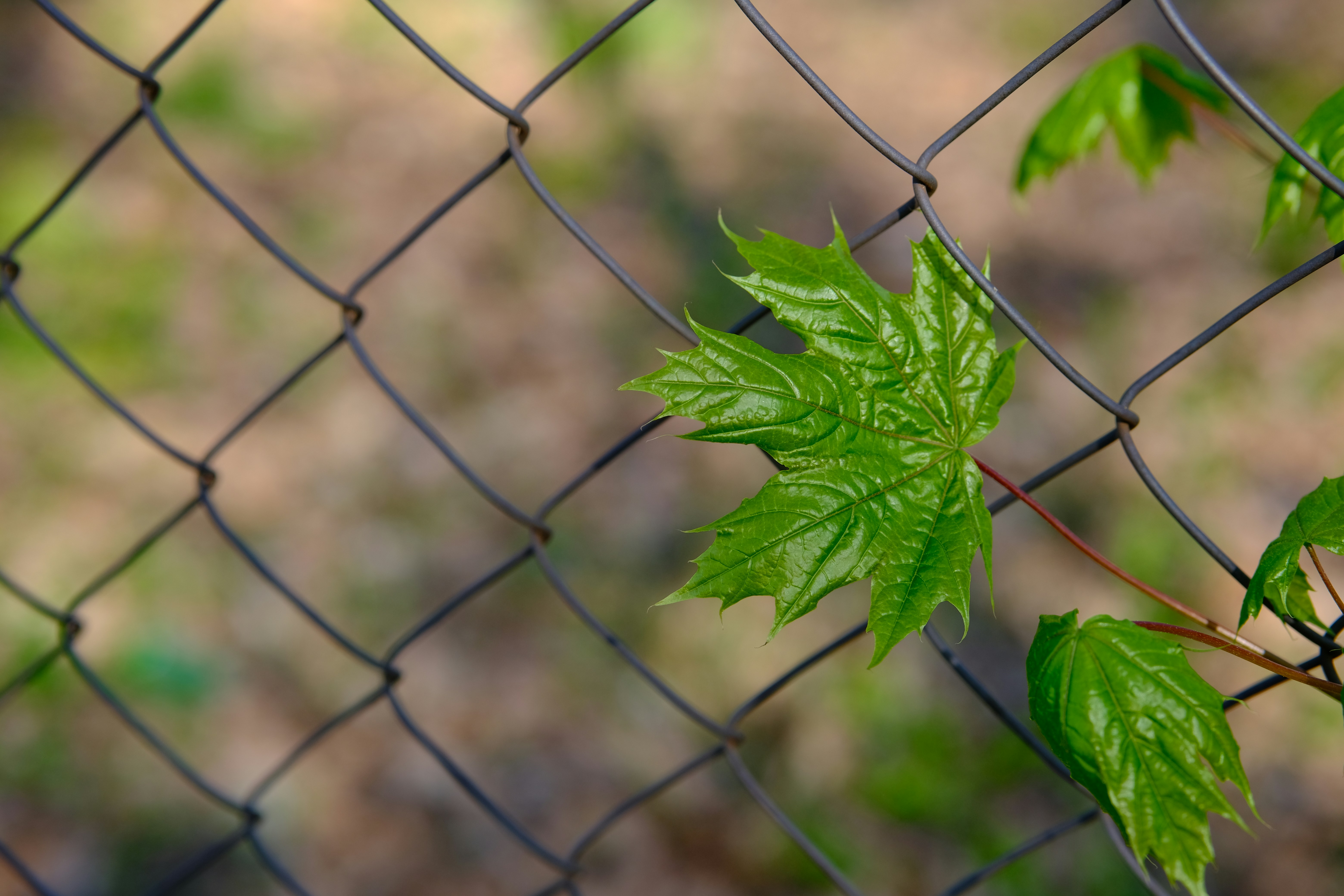 Green Leaf Clings to Chain-Link: A Close-Up of Quiet Resilience
