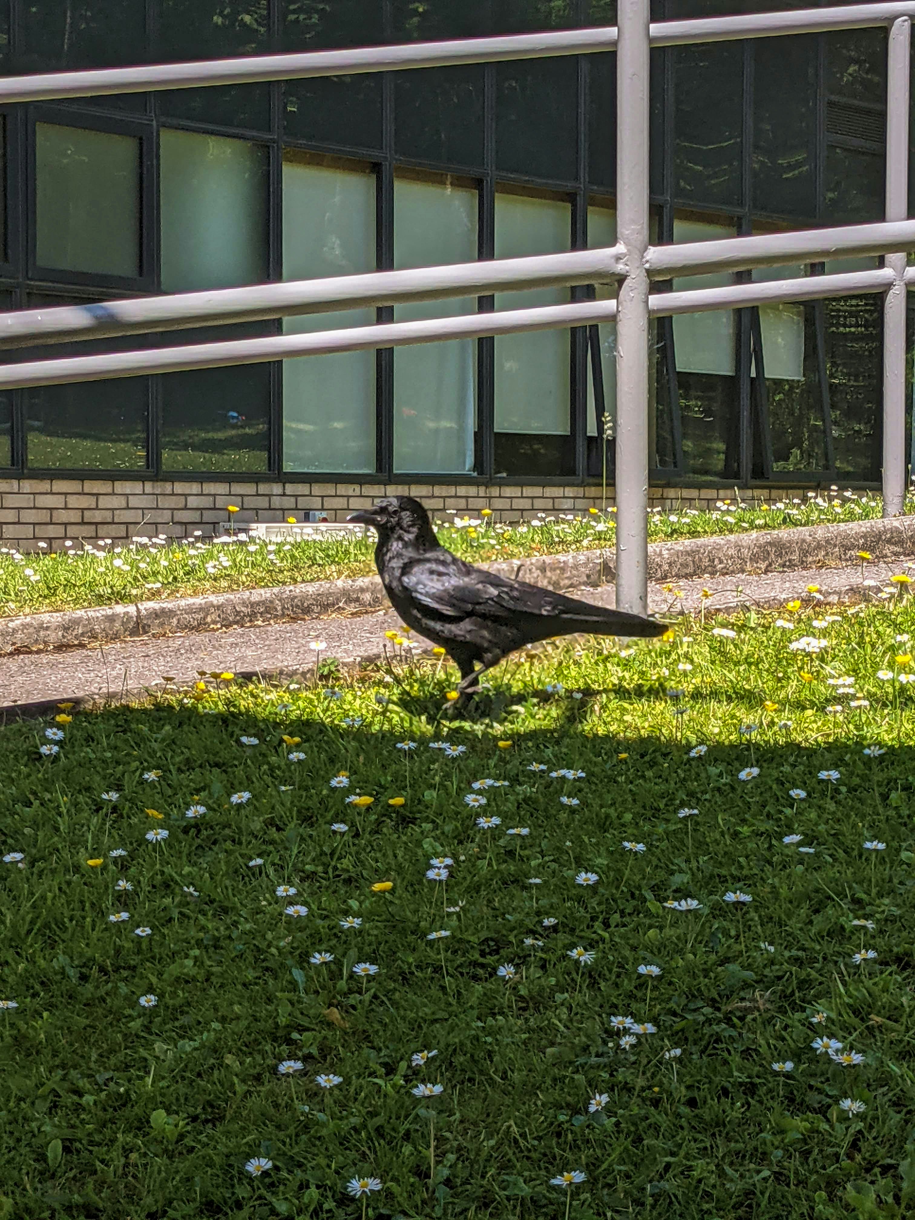A crow on a grassy area next to a path.