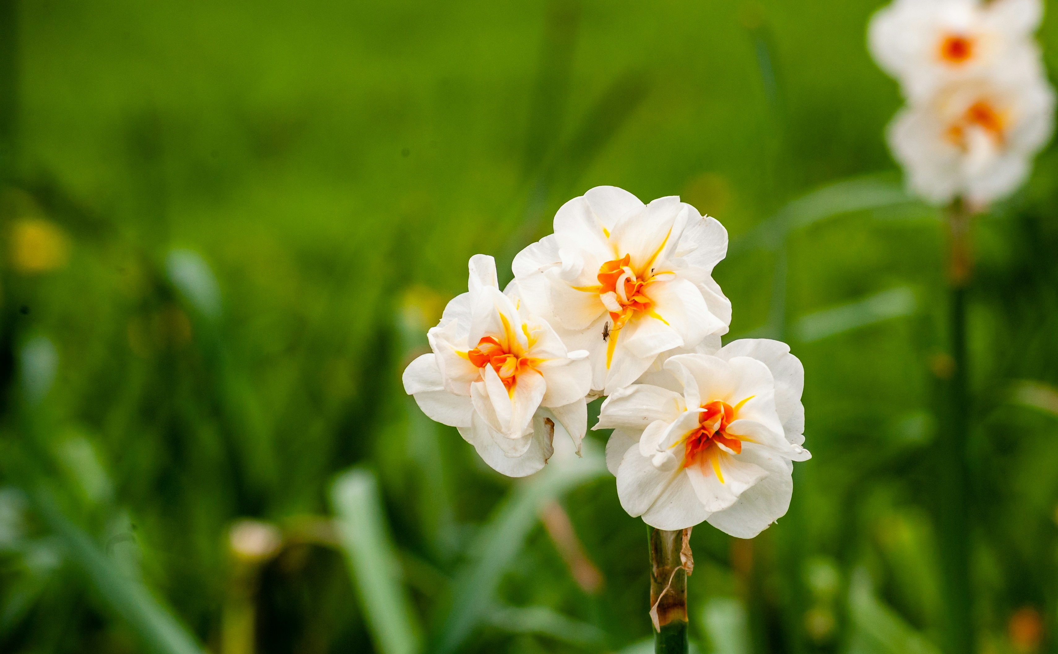 Apricot-Centered Narcissus in Soft Focus: White Petals Against Verdant Blur