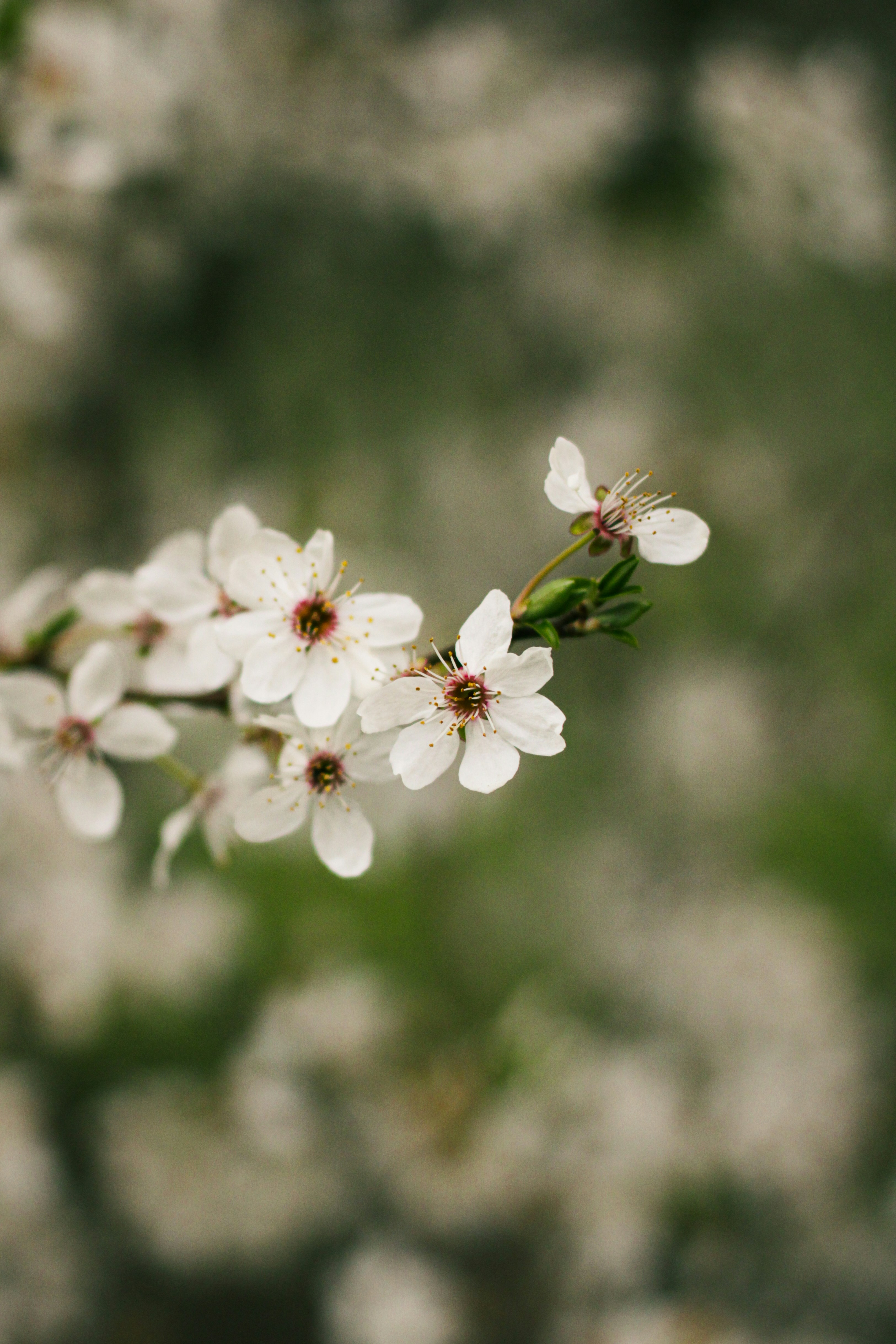 Whispered Petals: Close-Up of White Cherry Blossoms in Velvet Green Blur