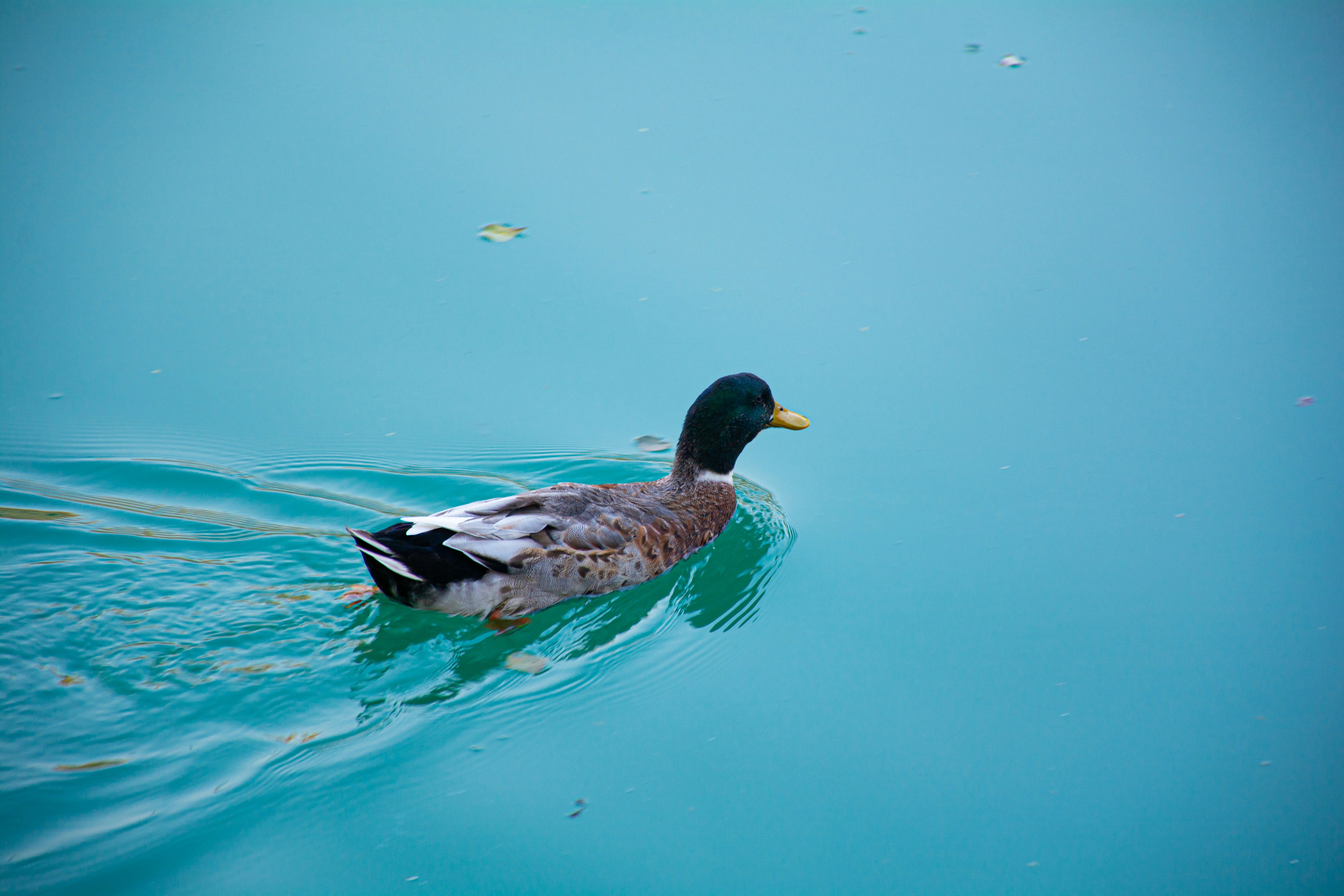 Photo by Ghulam Ahmad Shahid with Nikon D7100