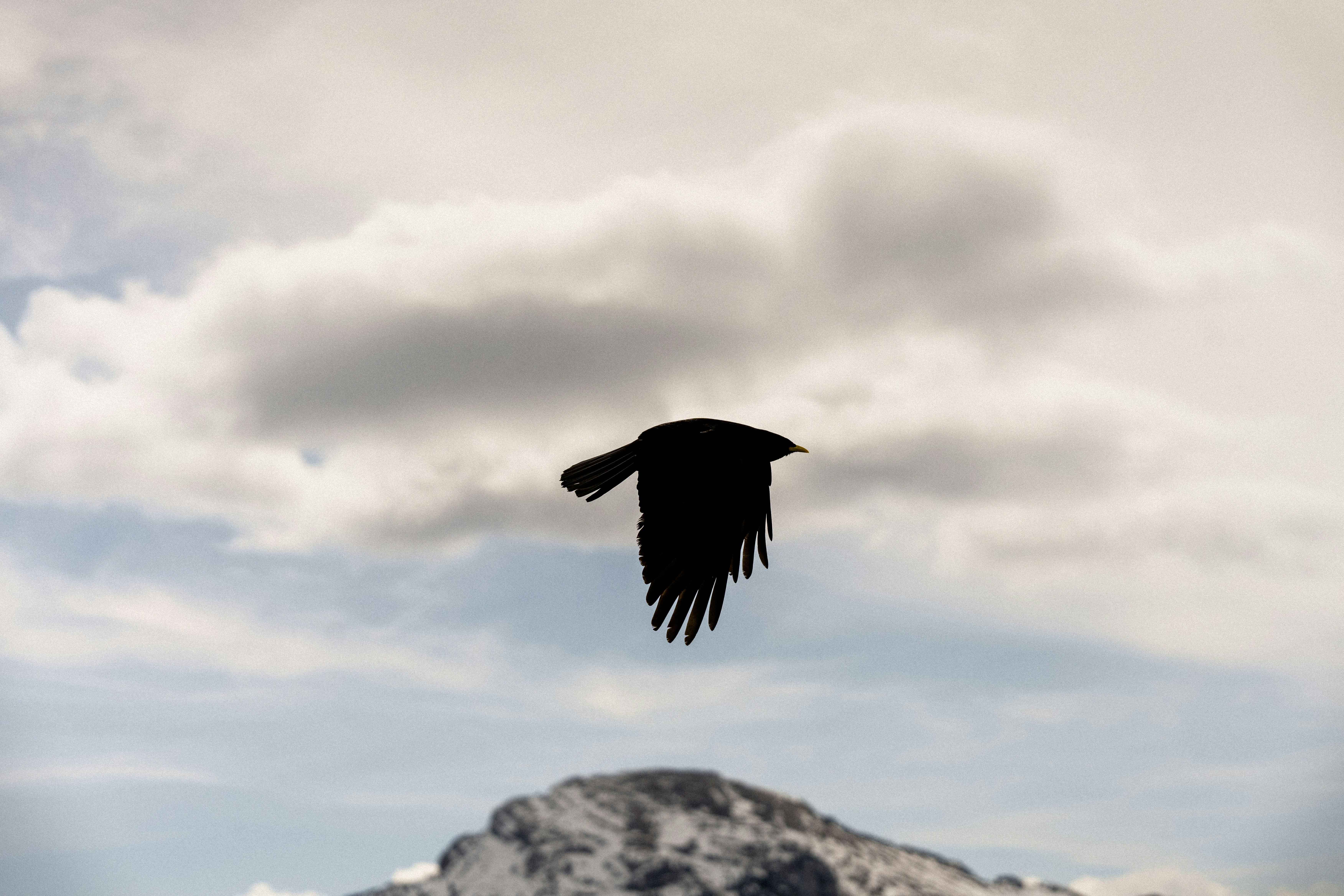 Bird's Silhouette Over a Snow-Dusted Ridge