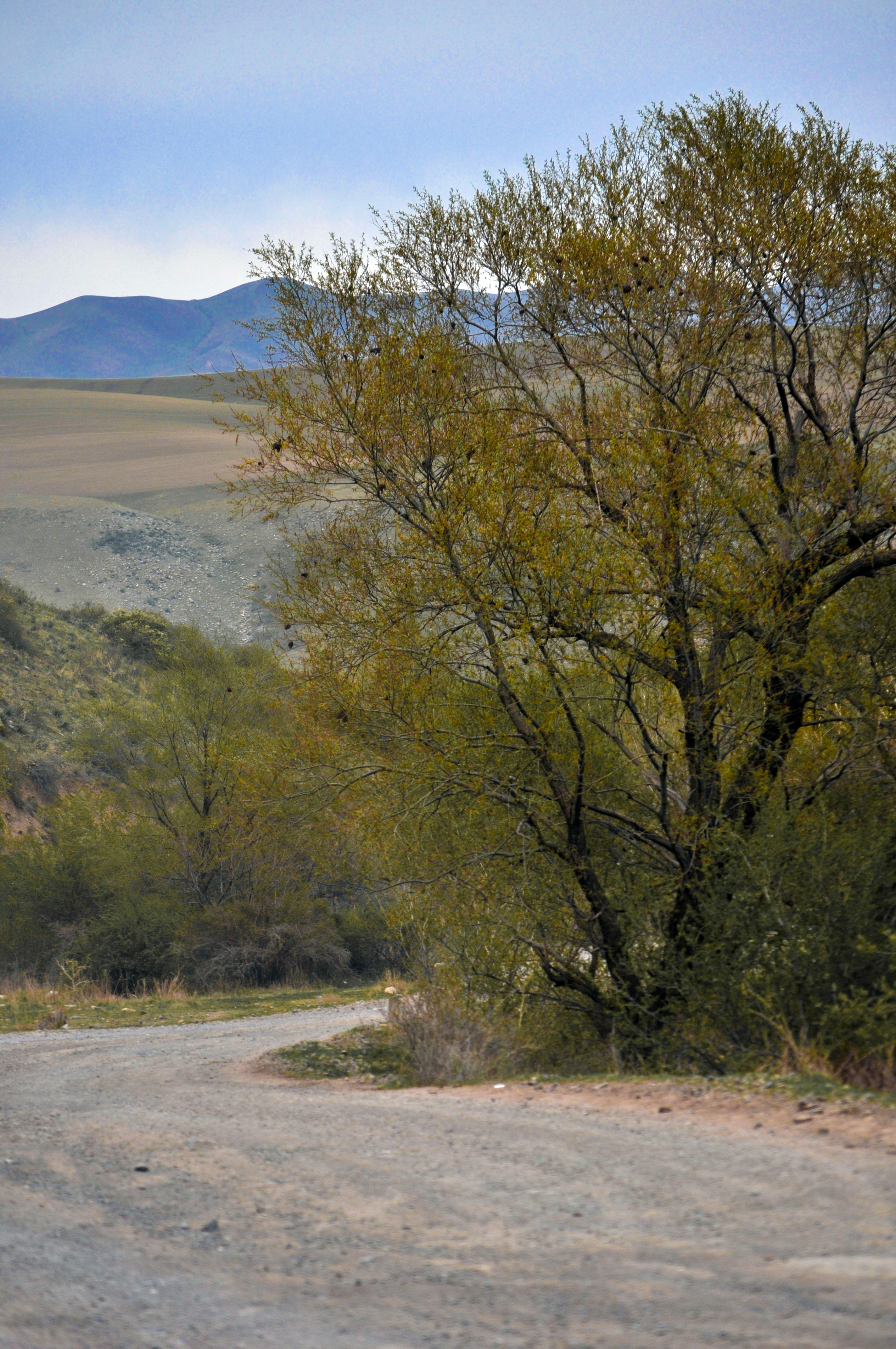 Un mouton solitaire debout au milieu d’un chemin de terre photo – Image ...