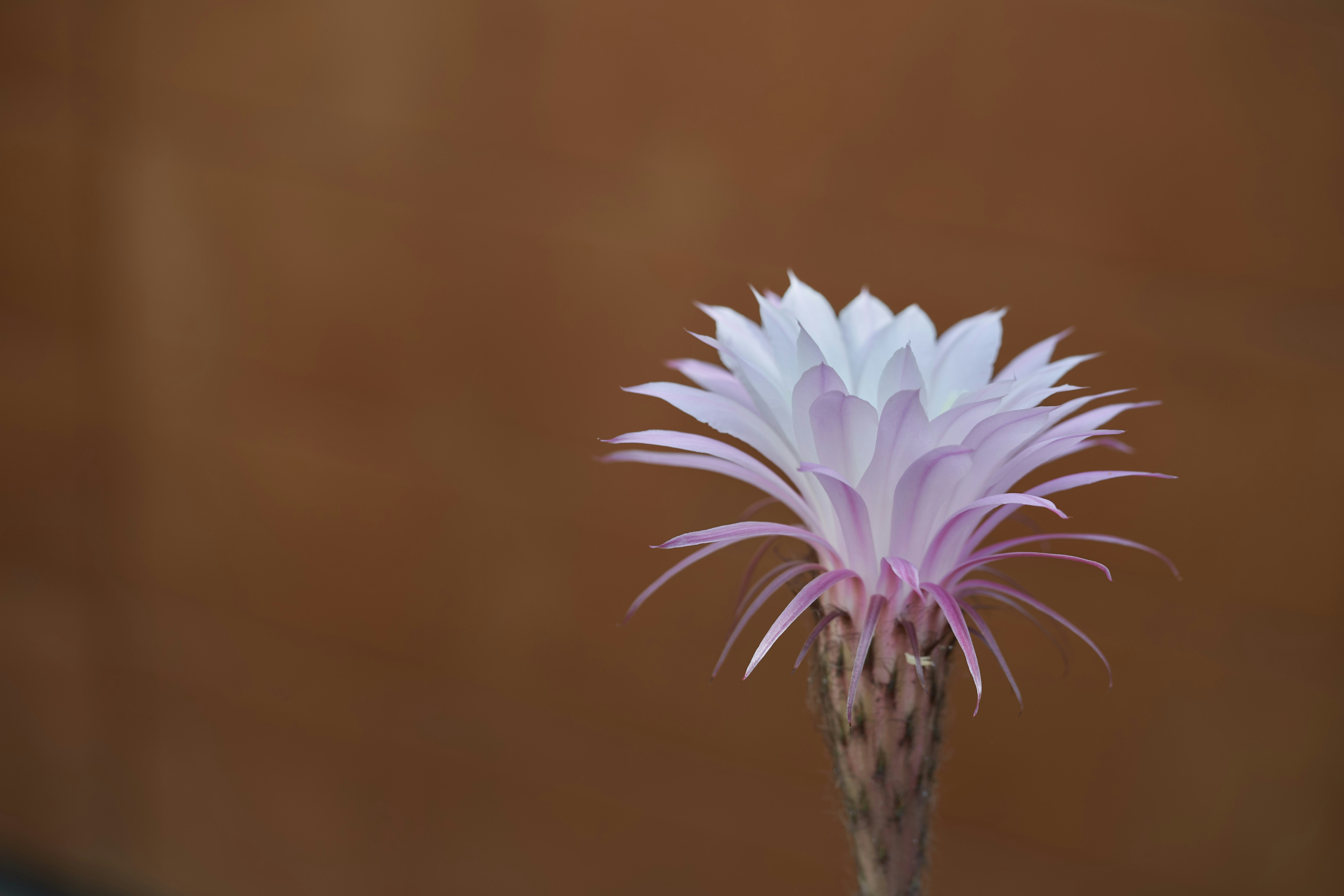 Lone Lavender Crown: a delicate cactus bloom against a warm terracotta blur