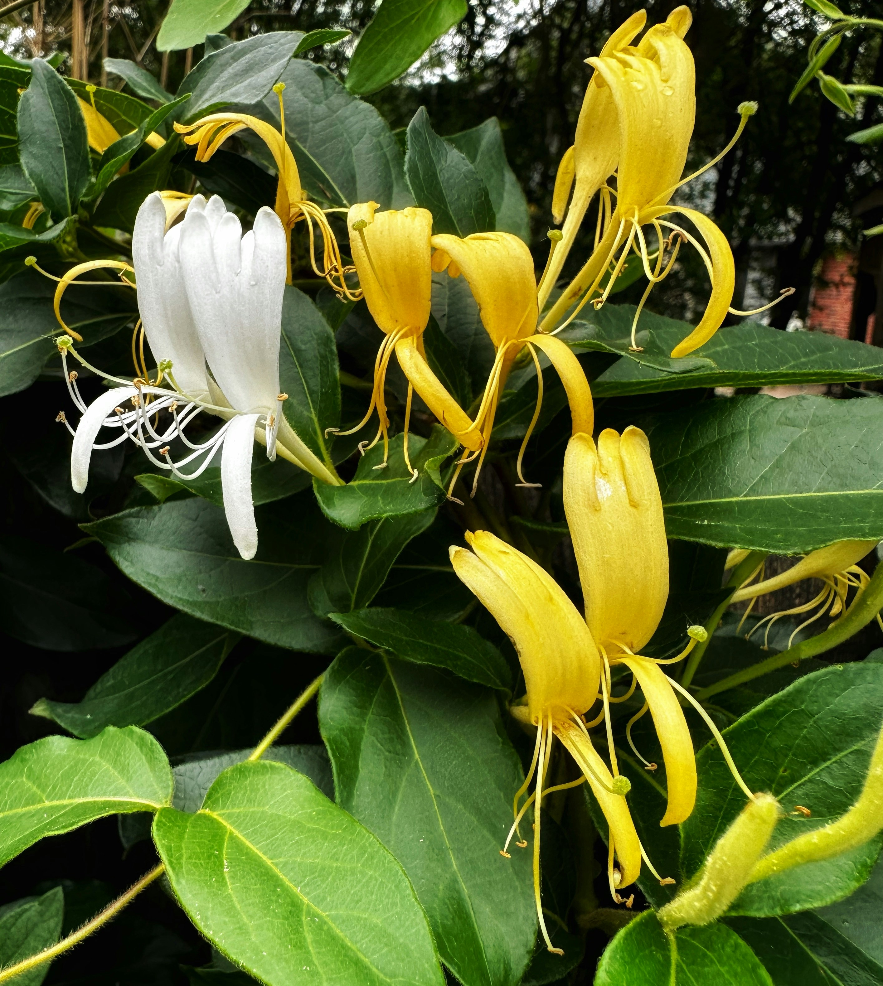 Contrast Bloom: A White and Golden Honeysuckle Confronts the Sun