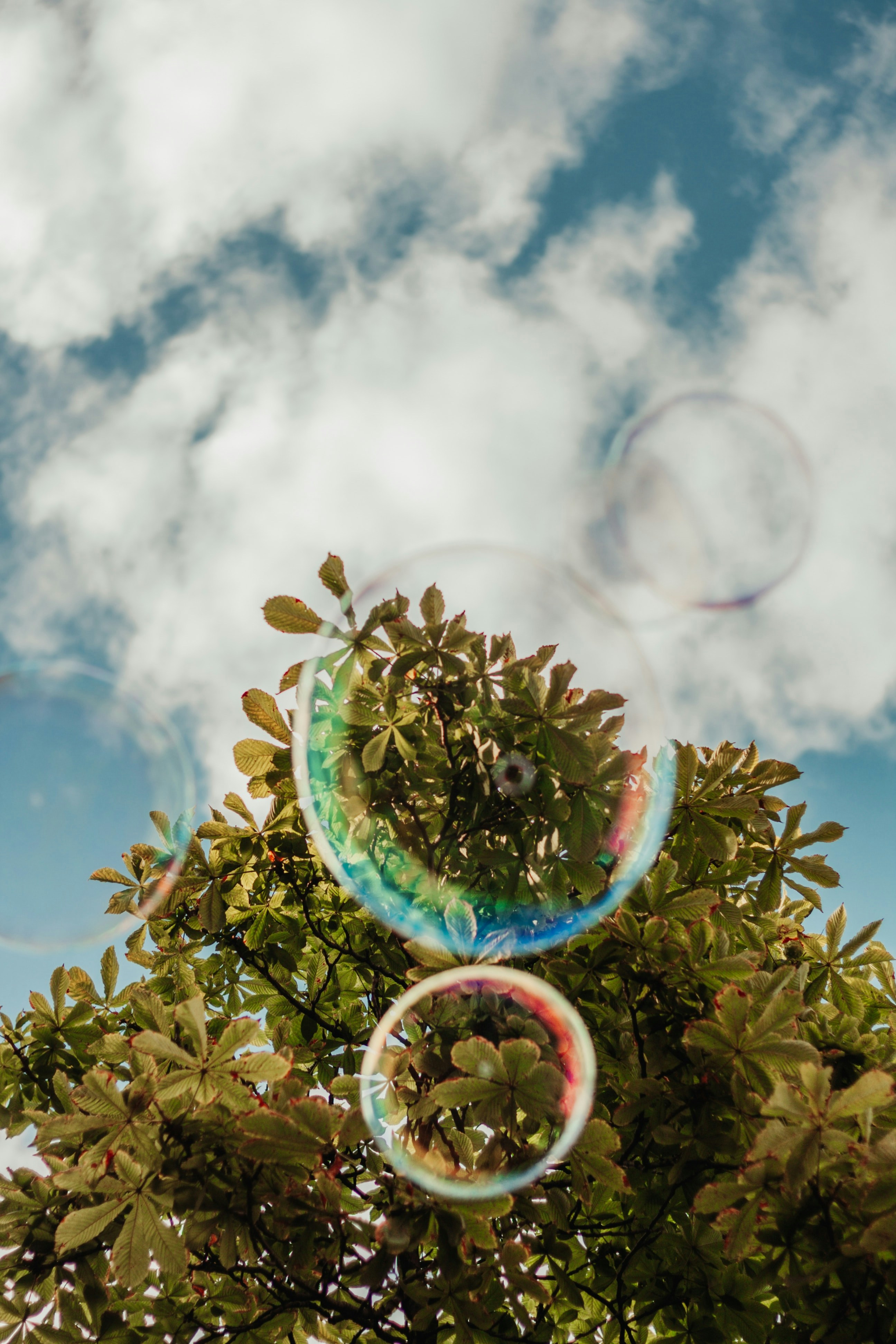 Soap bubbles floating in the air above a tree photo – Free Bratislava ...