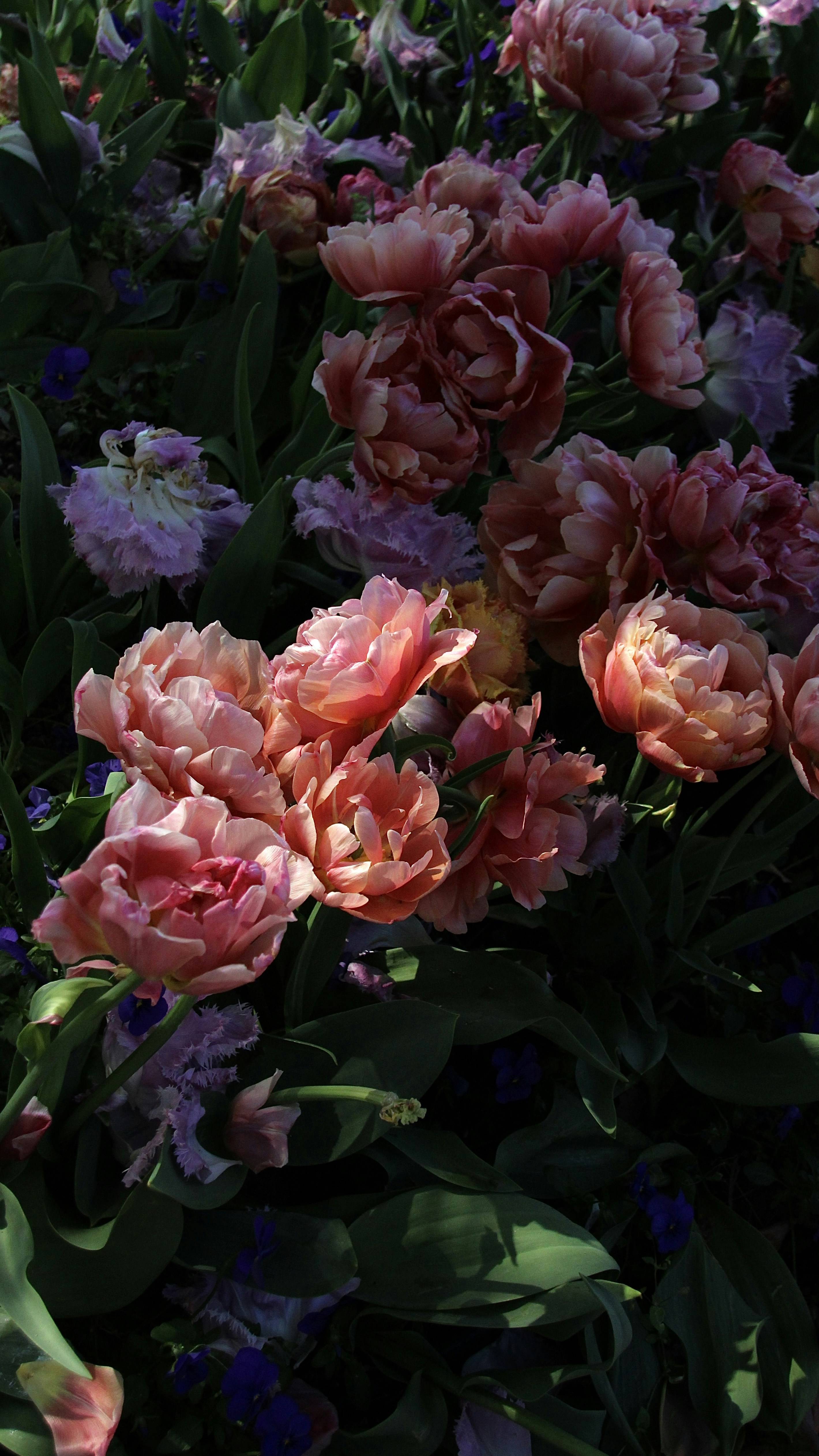 Sunlit Peony Mosaic in a Shadowed Flower Bed