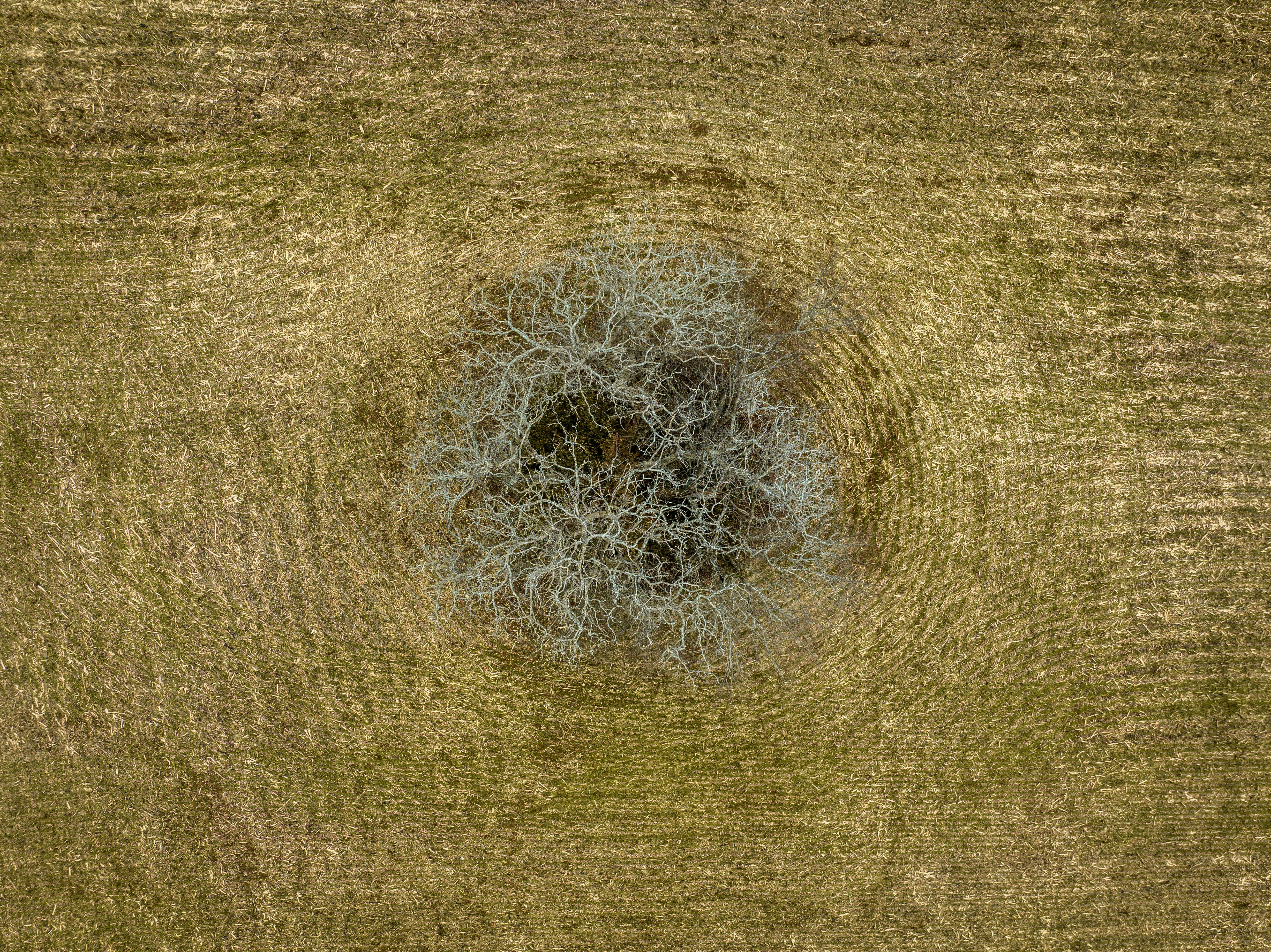 White-Ring Tree at the Field's Quiet Center