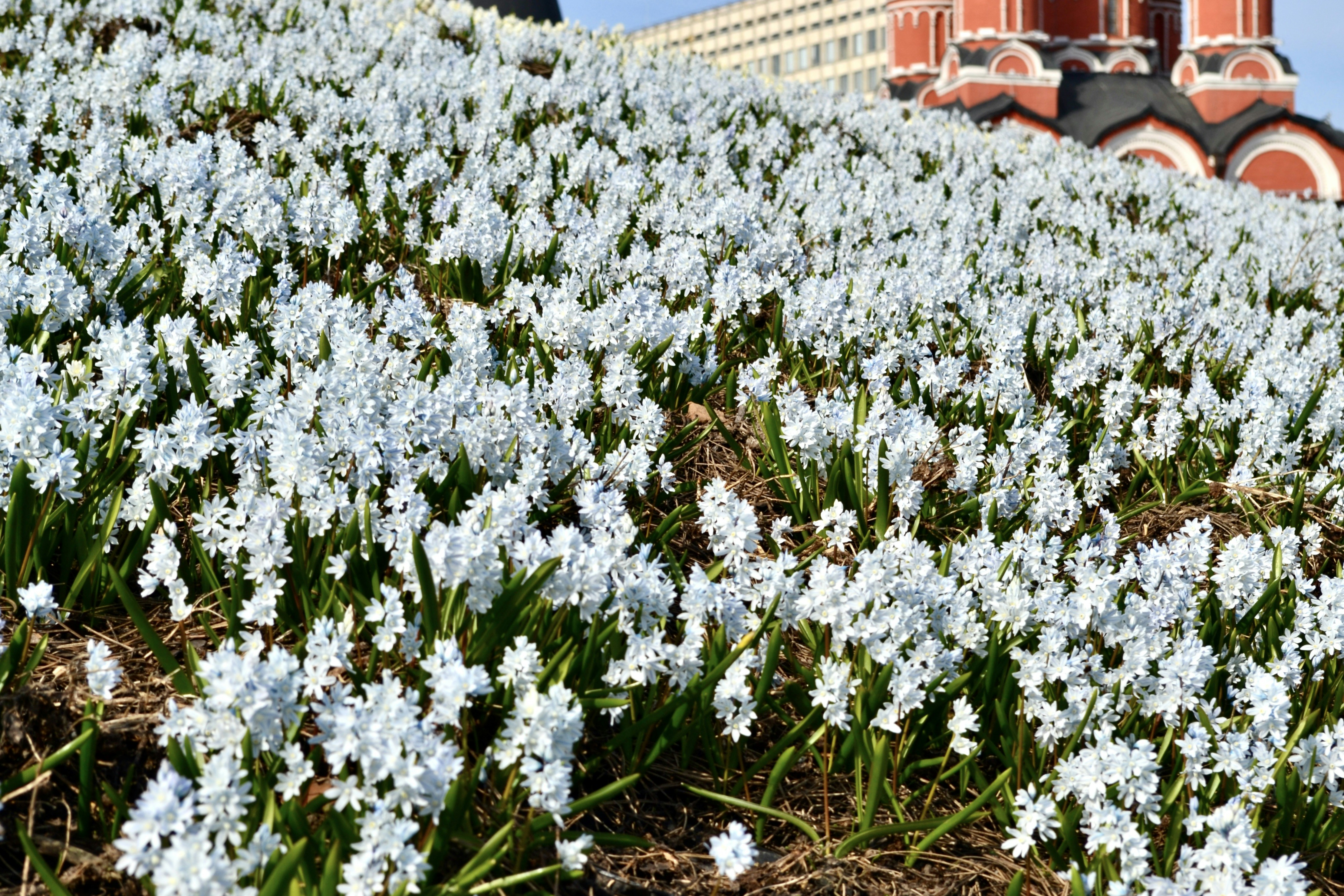 Field of White Stars Against Brick Backdrop